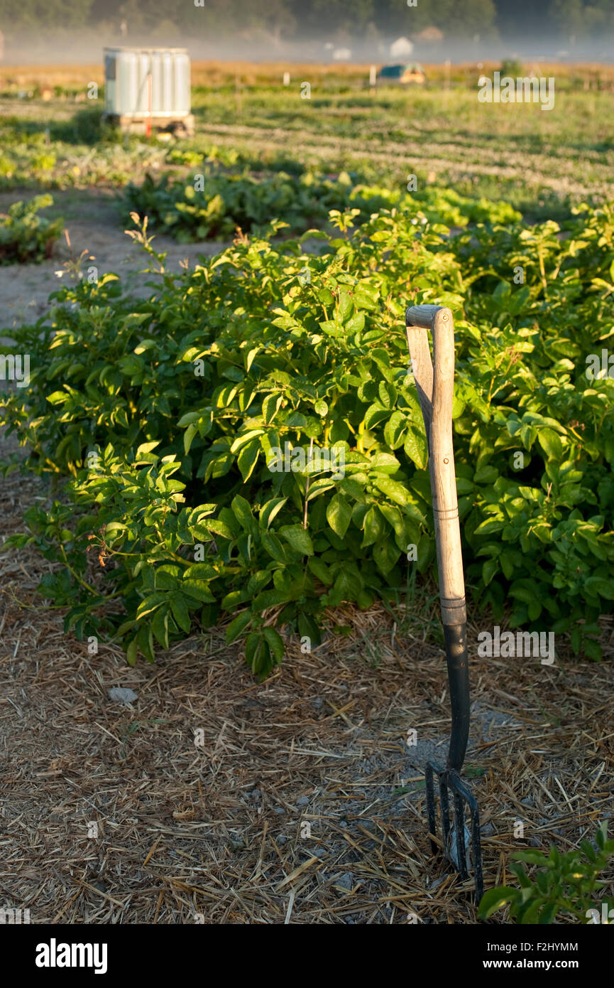 Sunrise in valley with community vegetable garden Stock Photo - Alamy