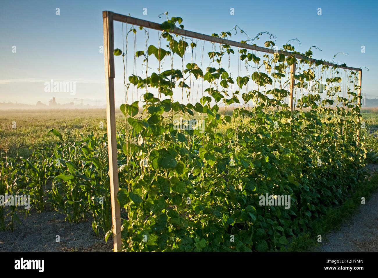 Sunrise in valley with community vegetable garden Stock Photo - Alamy