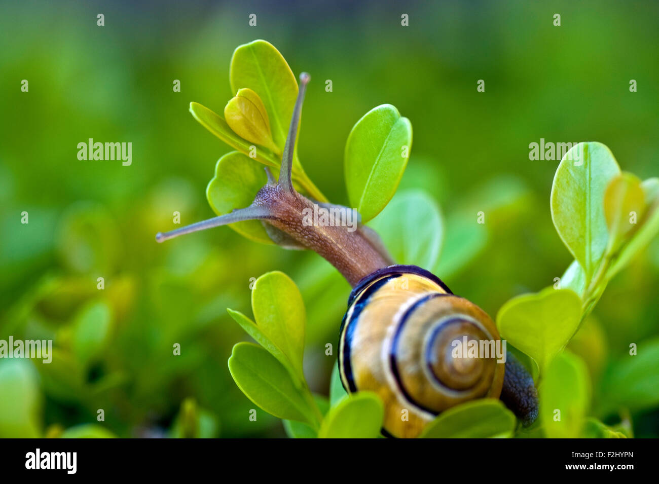 Ventral foot hi-res stock photography and images - Alamy