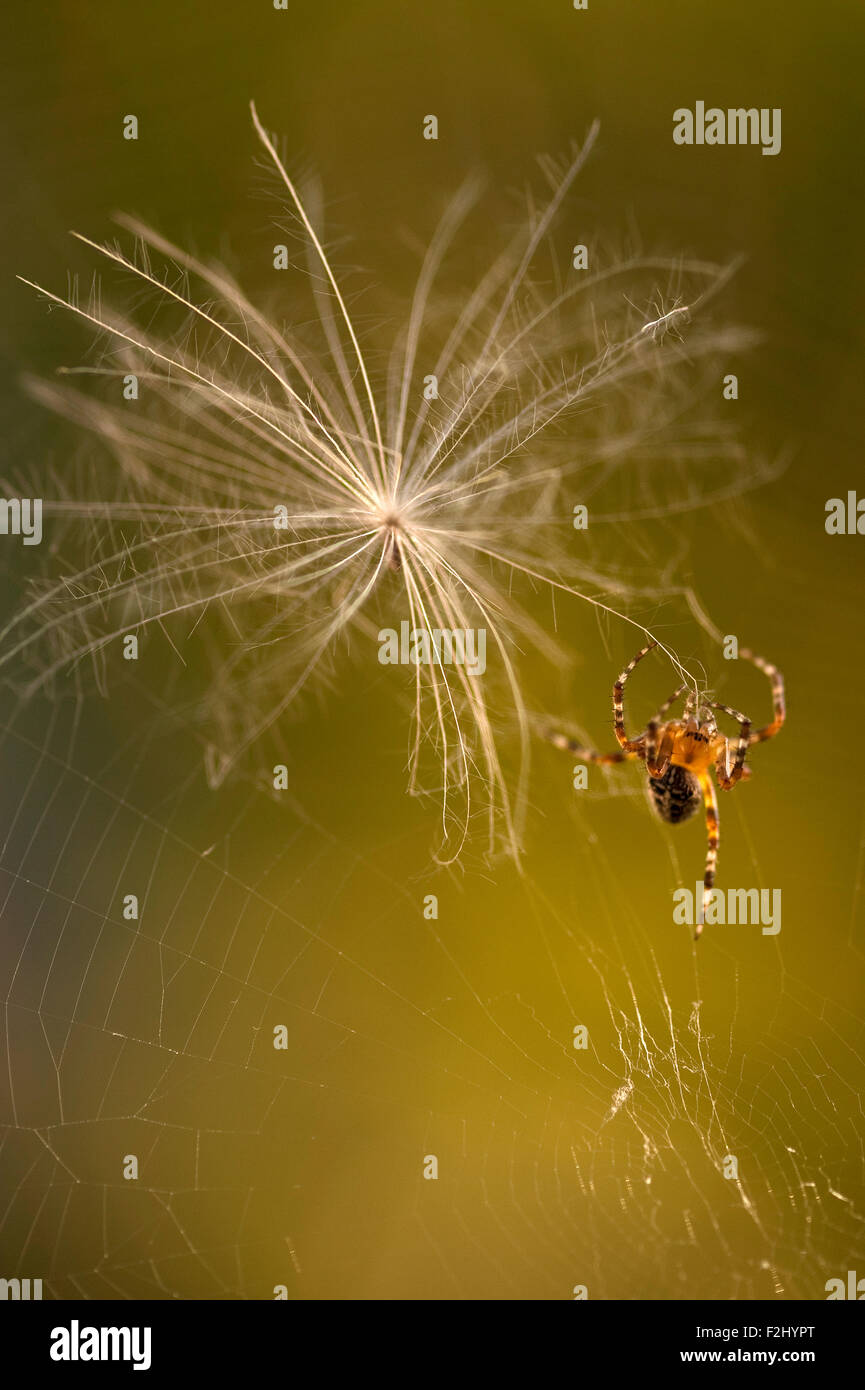 Dandelion seed spider web hi-res stock photography and images - Alamy