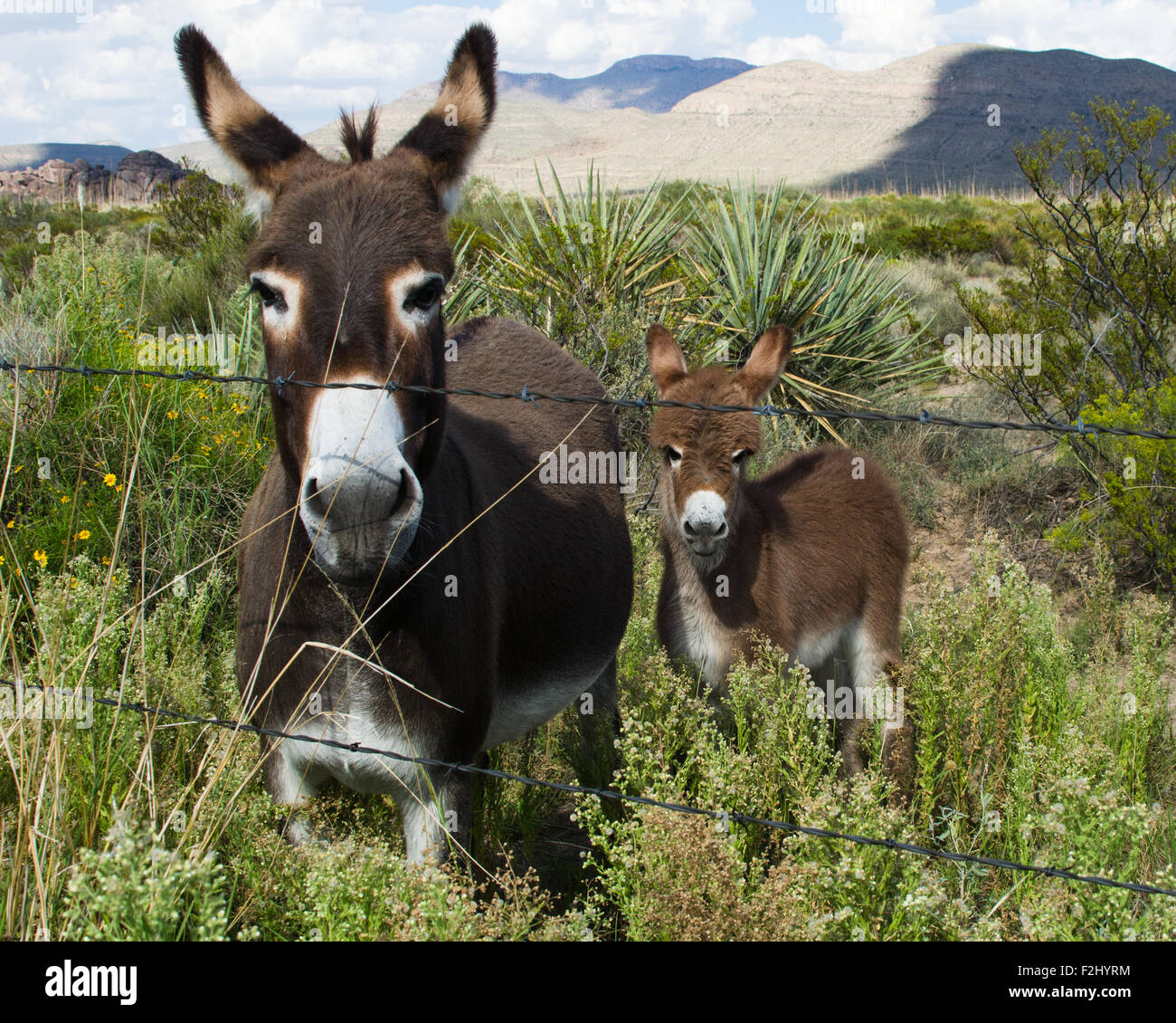 A donkey and its baby Stock Photo - Alamy