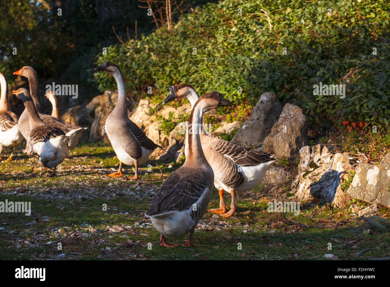 Goose in zoo hi-res stock photography and images - Alamy