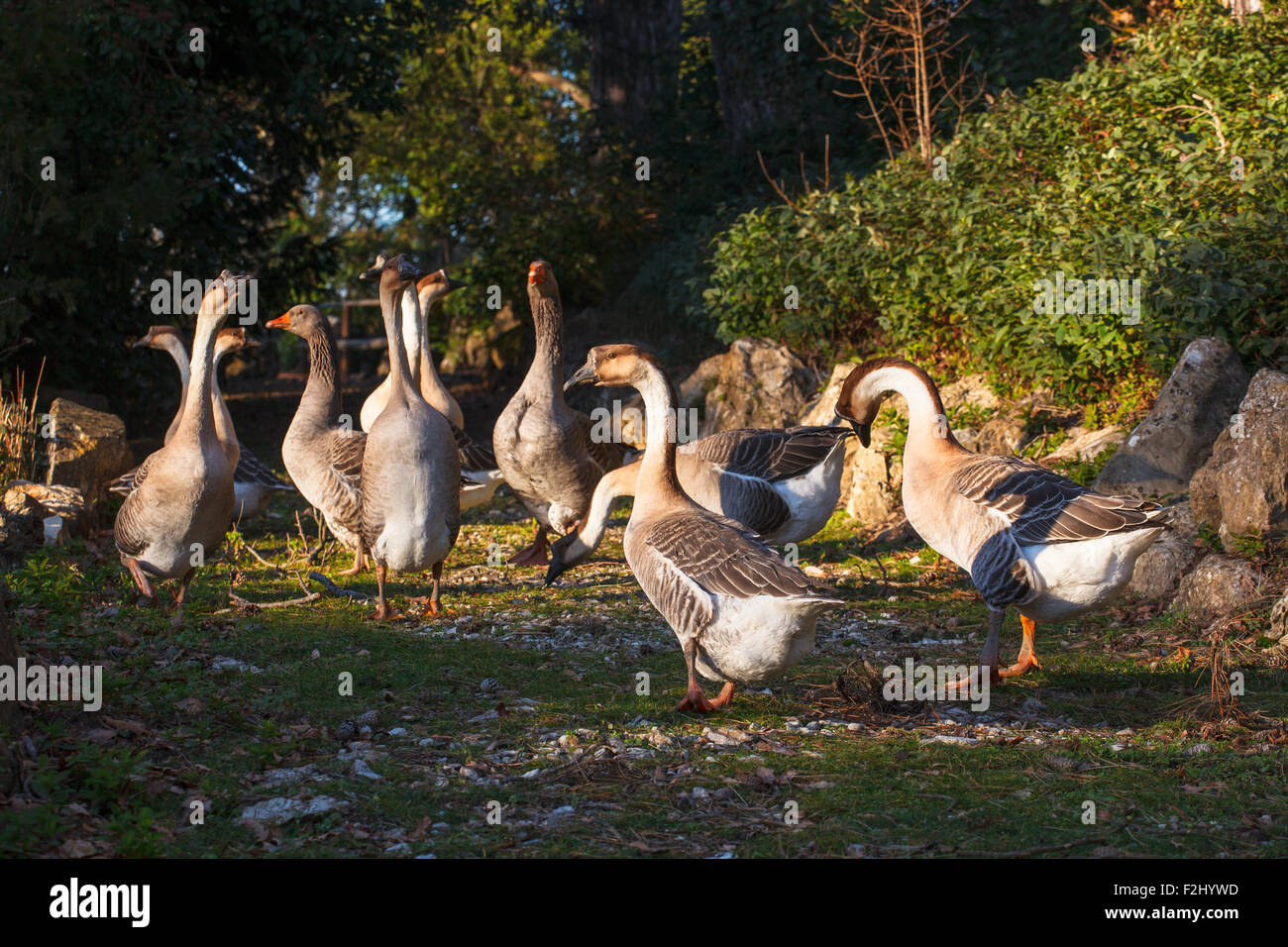 Goose in zoo hi-res stock photography and images - Alamy