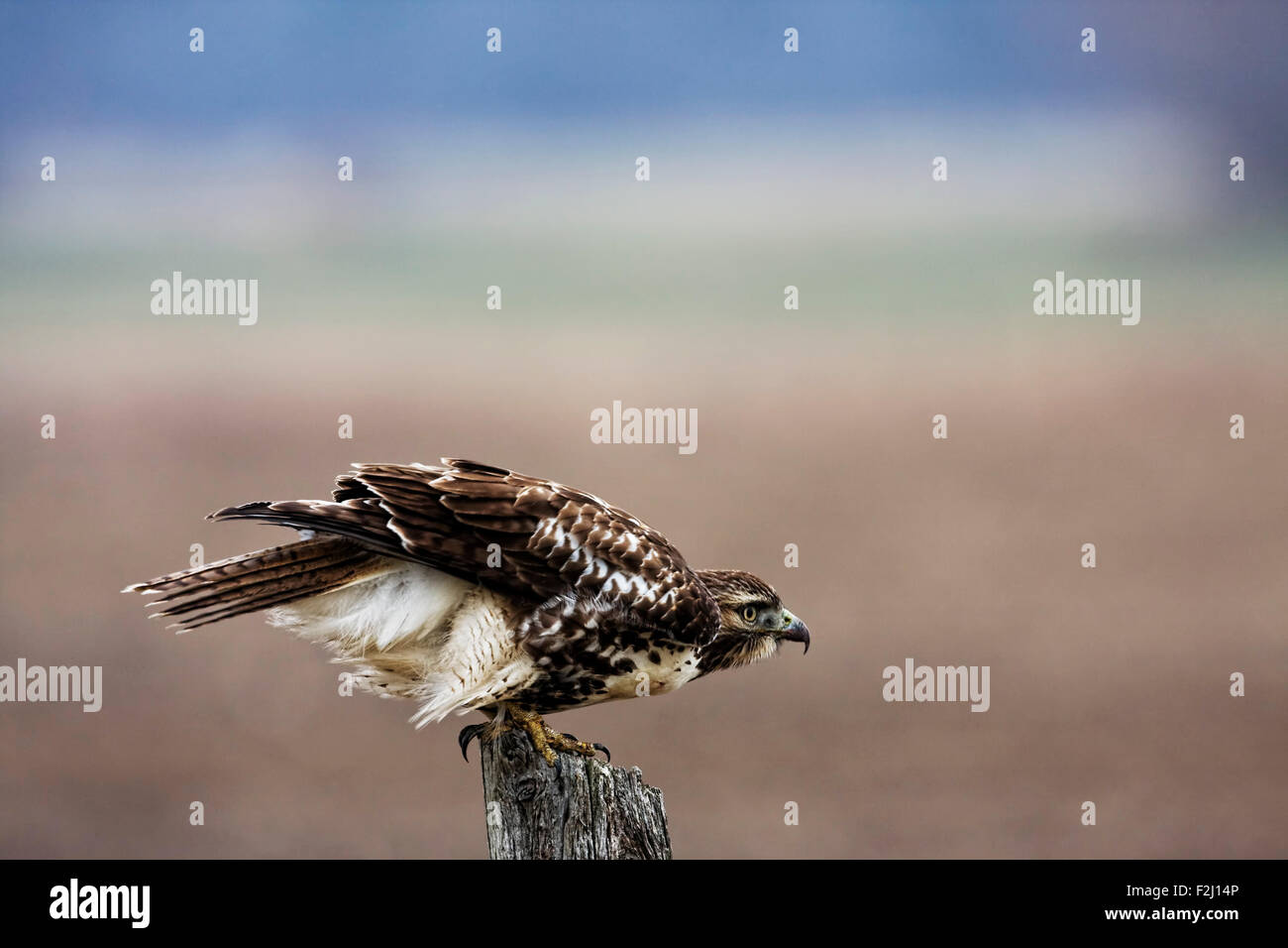 Red-tailed Hawk ready to pounce Stock Photo - Alamy