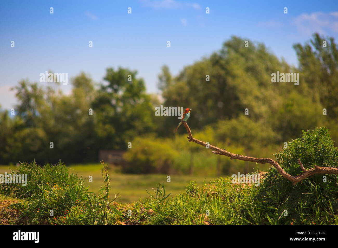 Bee eater on branch hi-res stock photography and images - Alamy