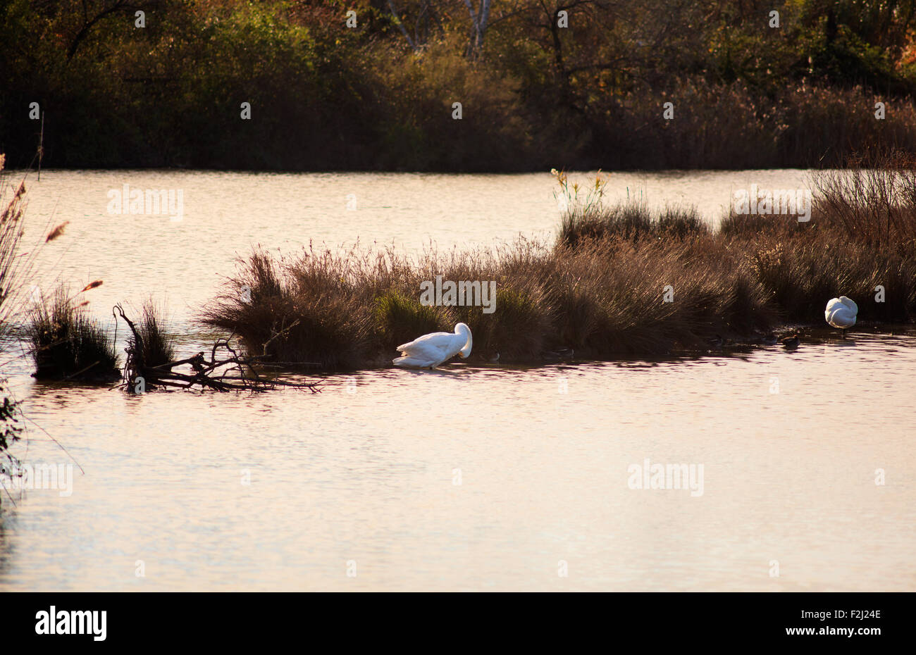 View of Swans in the lagoon of Marano, Nature reserve of Valle canal ...