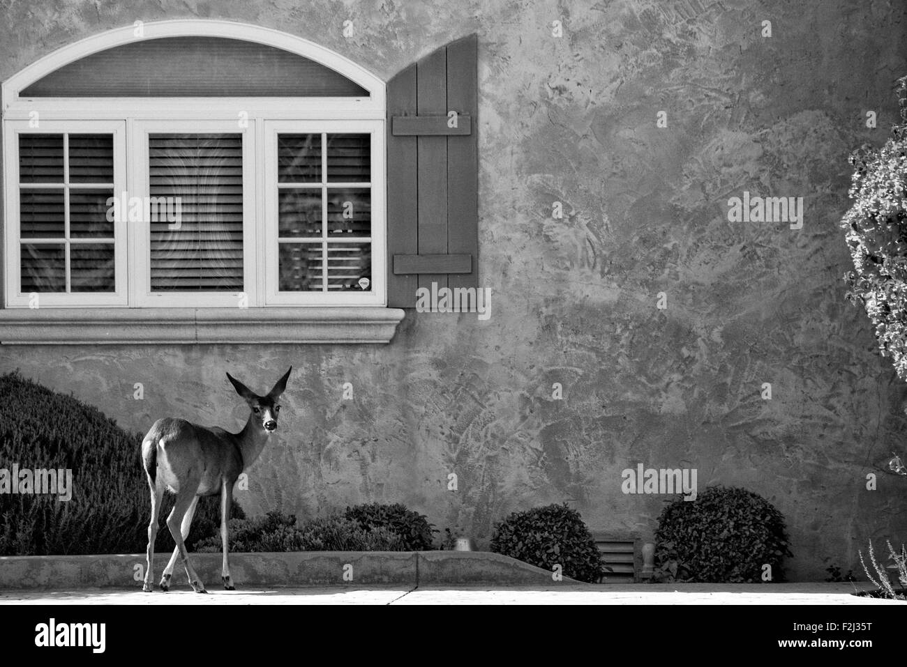 Deer outside a building, San Francisco, California, USA Stock Photo - Alamy