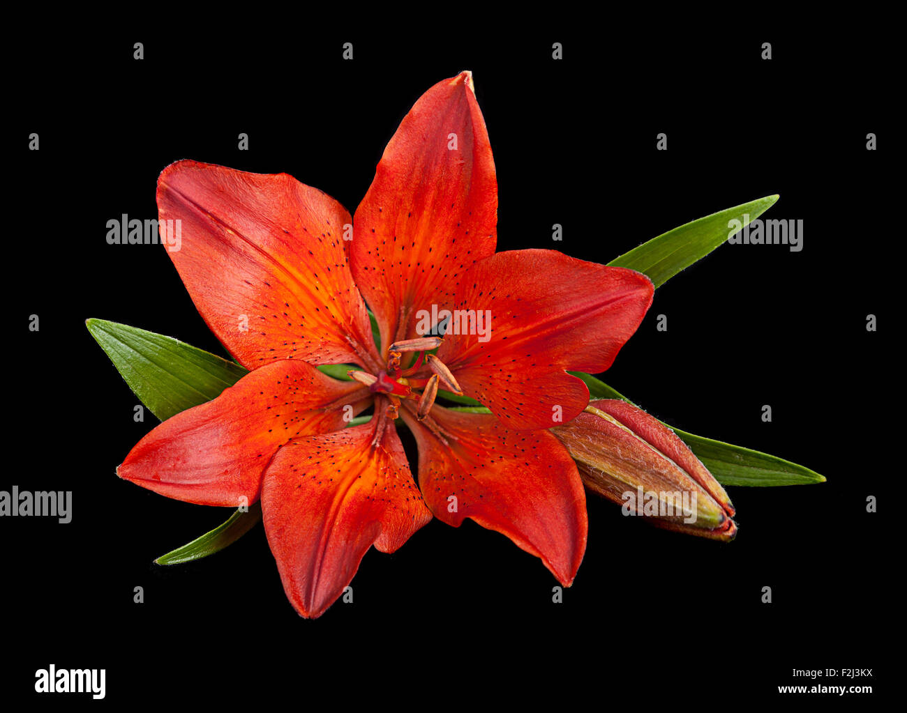 Red lilly flower closeup isolated on black Stock Photo - Alamy