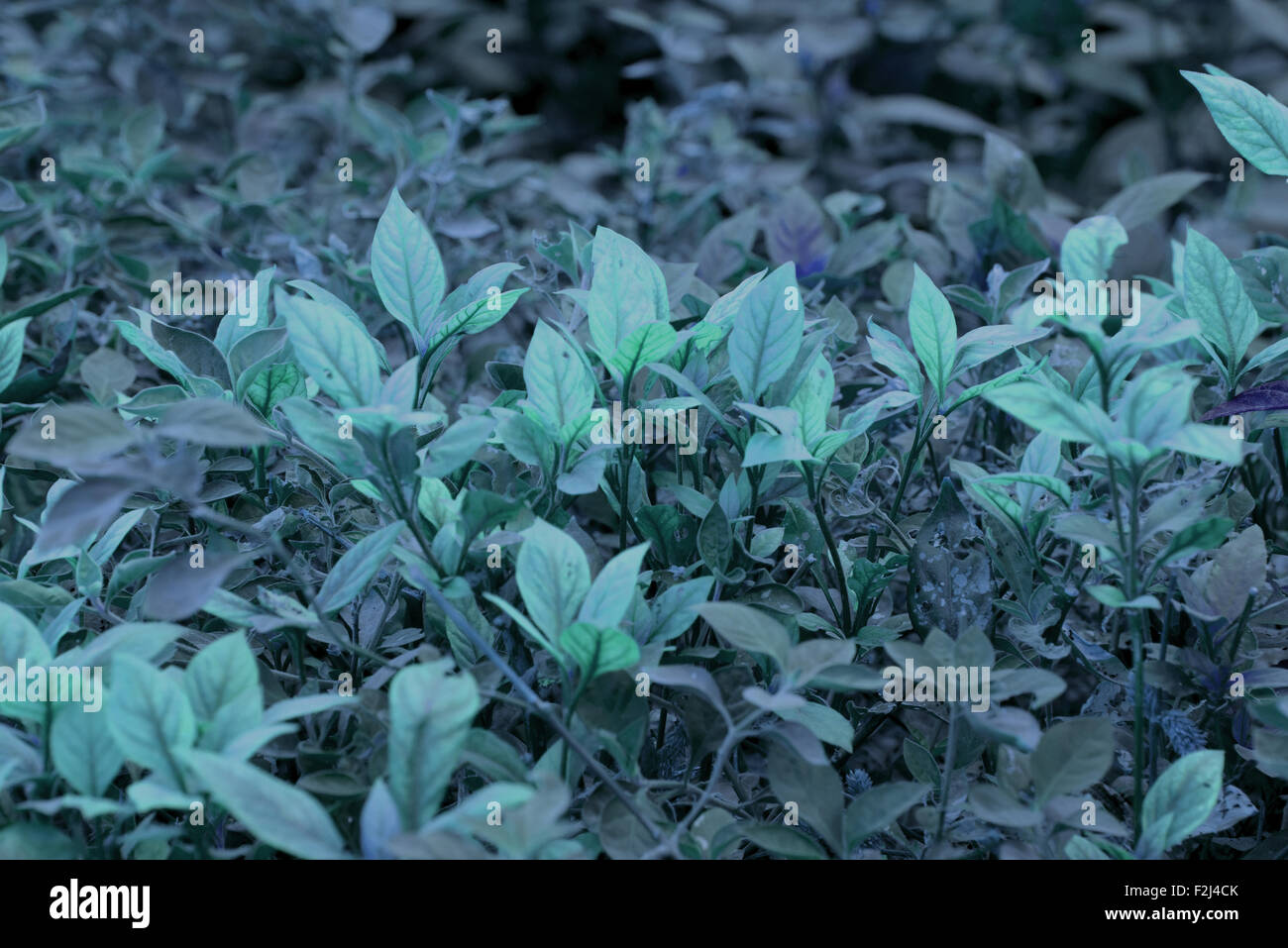 Beautiful blue leaves Stock Photo - Alamy