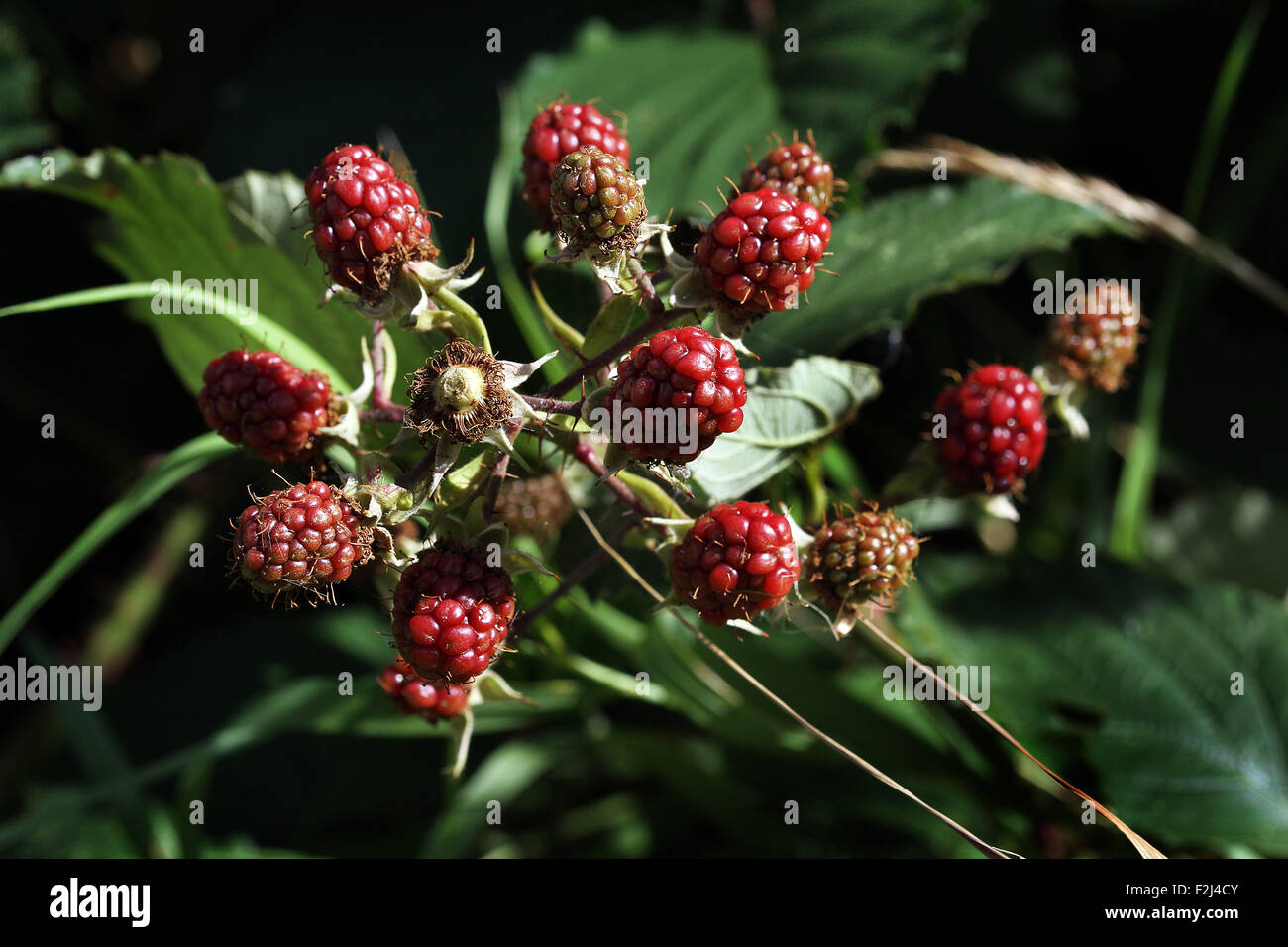 Brambles on bush in sunshine Stock Photo - Alamy