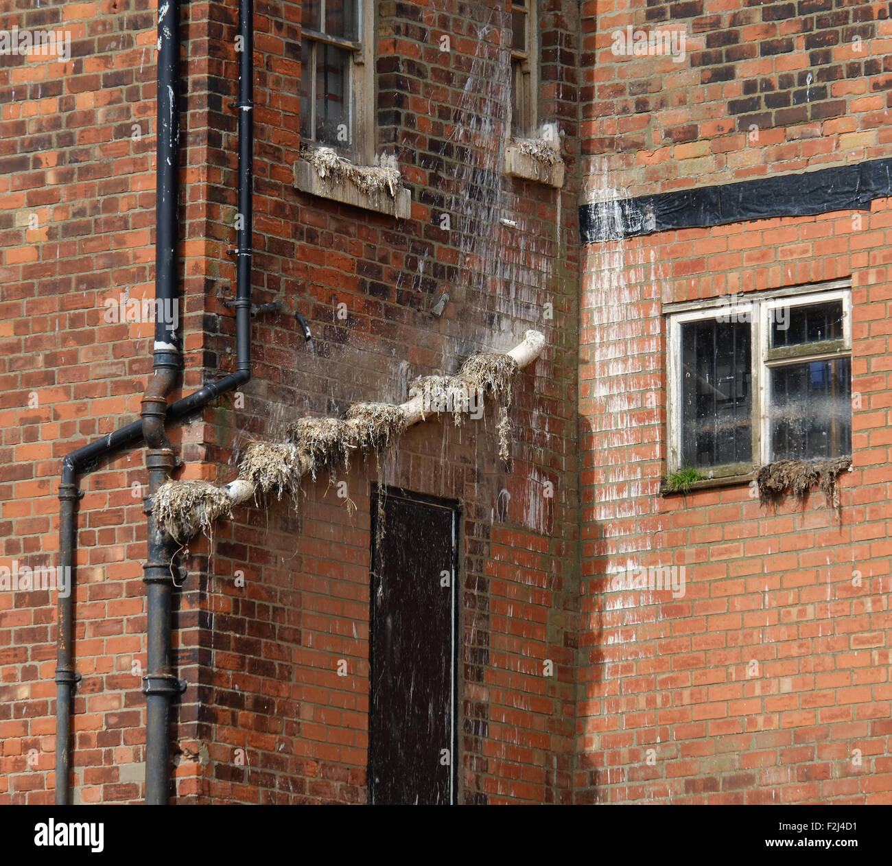 Seagull nests on window ledges of seaside town Stock Photo - Alamy