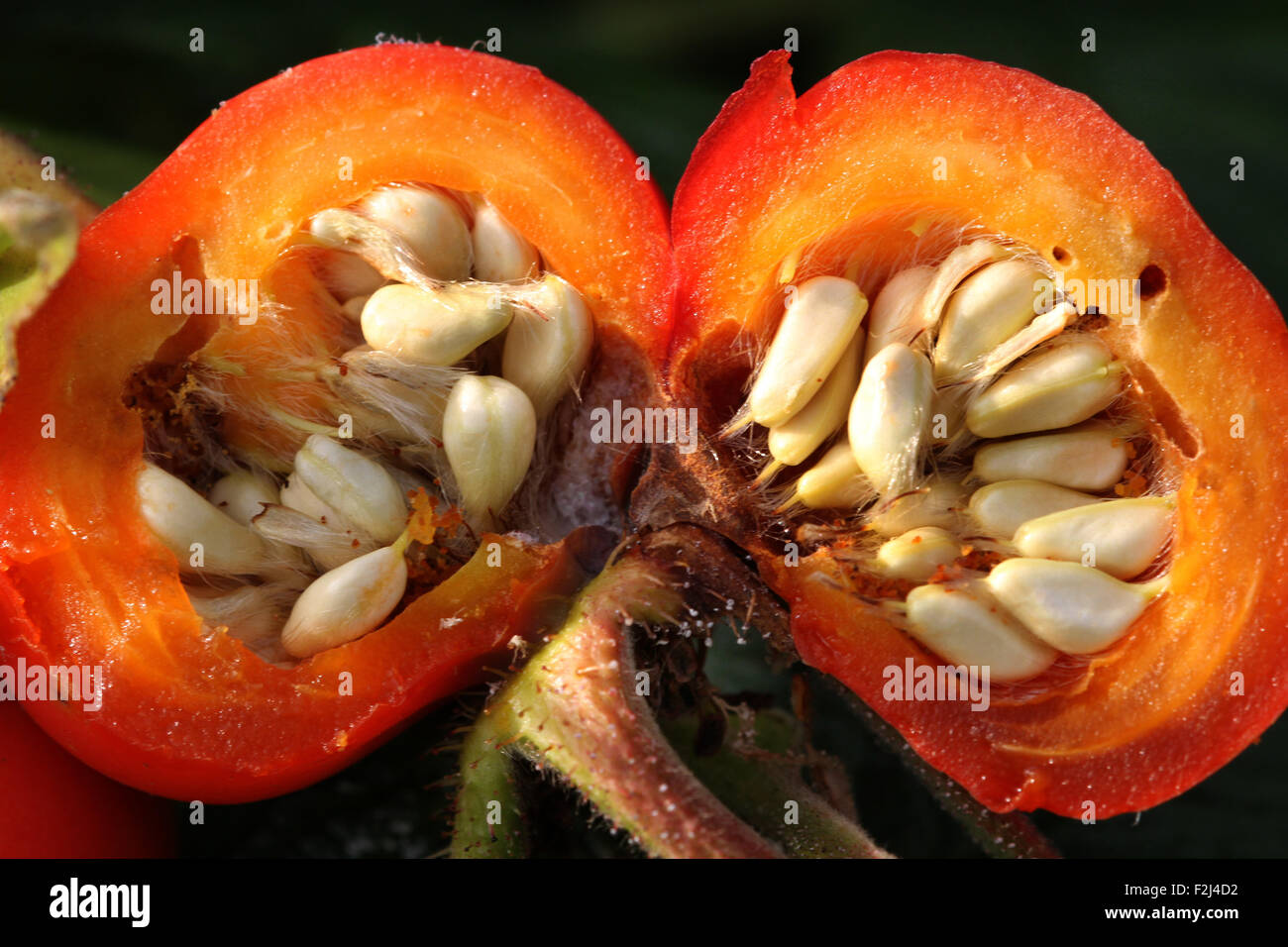 Seeds casing hi-res stock photography and images - Alamy