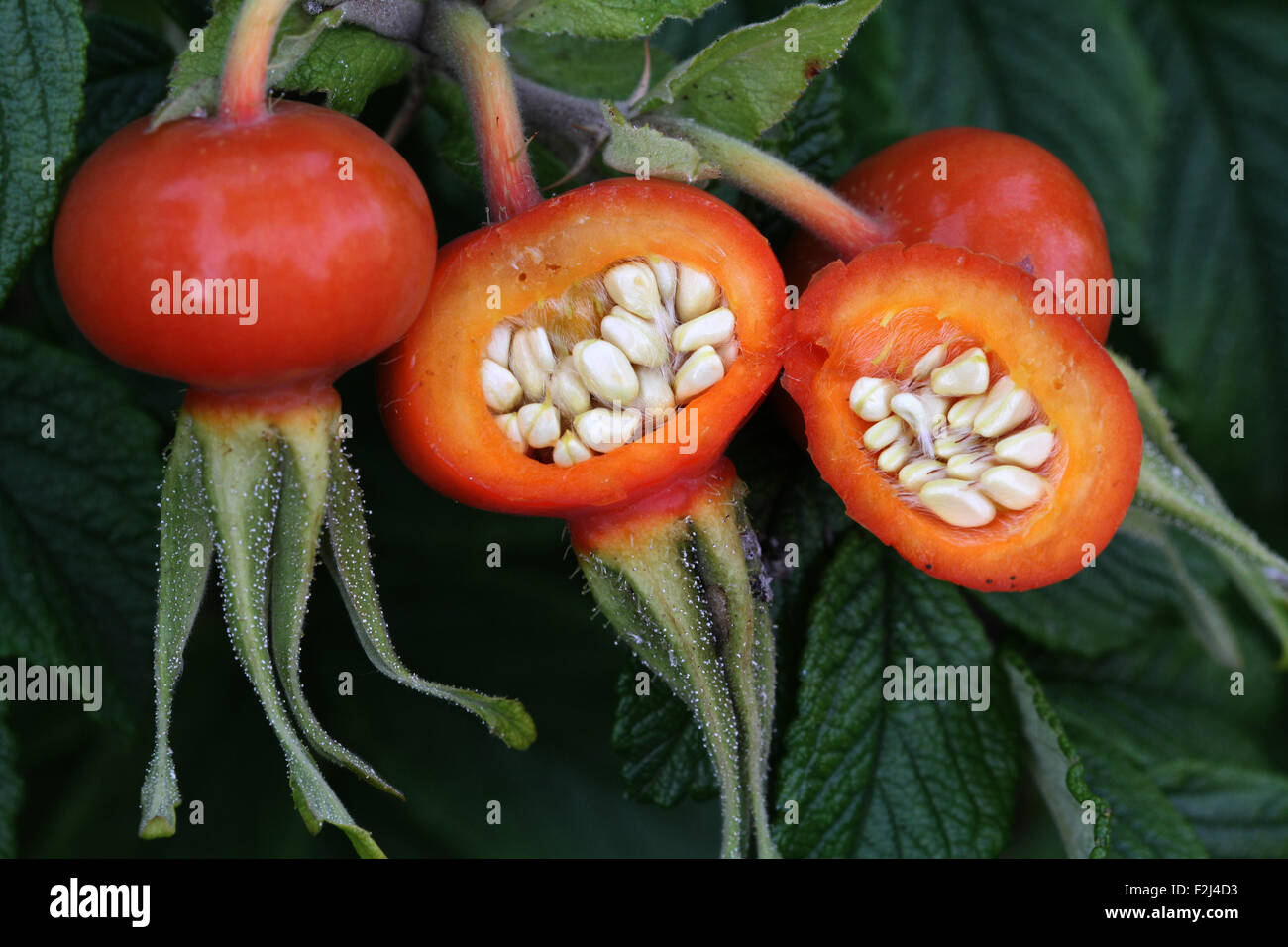 Large Rose hips showing seeds inside casing Stock Photo - Alamy