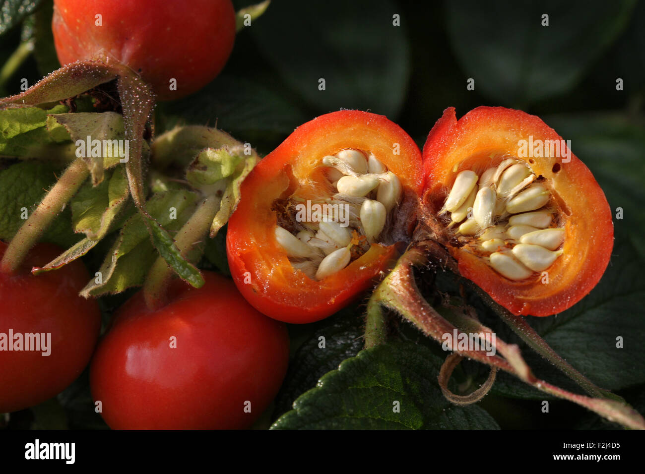 Large Rose hips showing seeds inside casing Stock Photo - Alamy