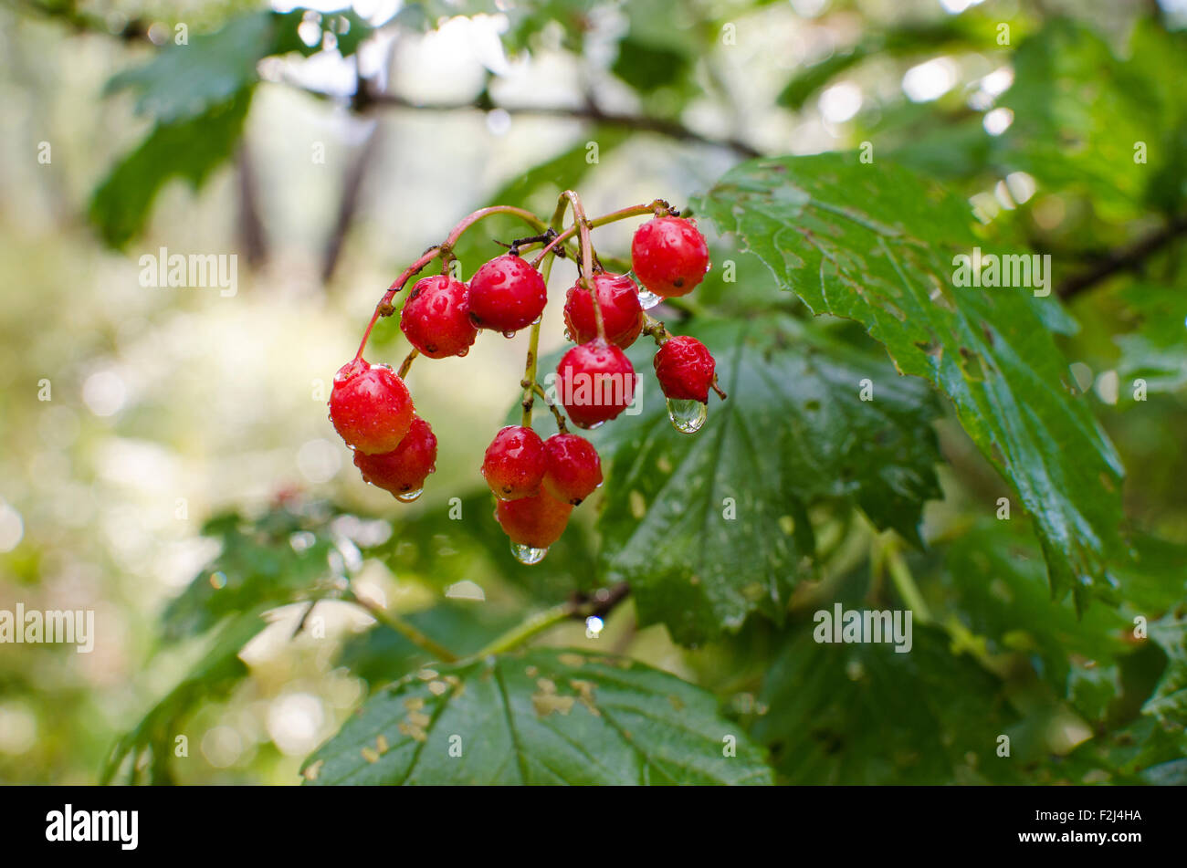 berry red,drops,mountain ash red,rain,rain drops,ripe,rowan,after a ...