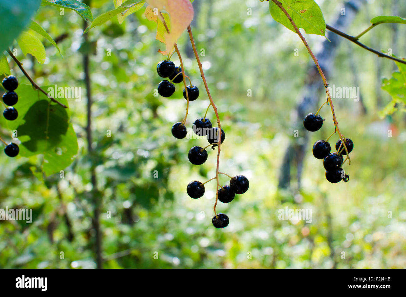 Black bird berry hi-res stock photography and images - Alamy