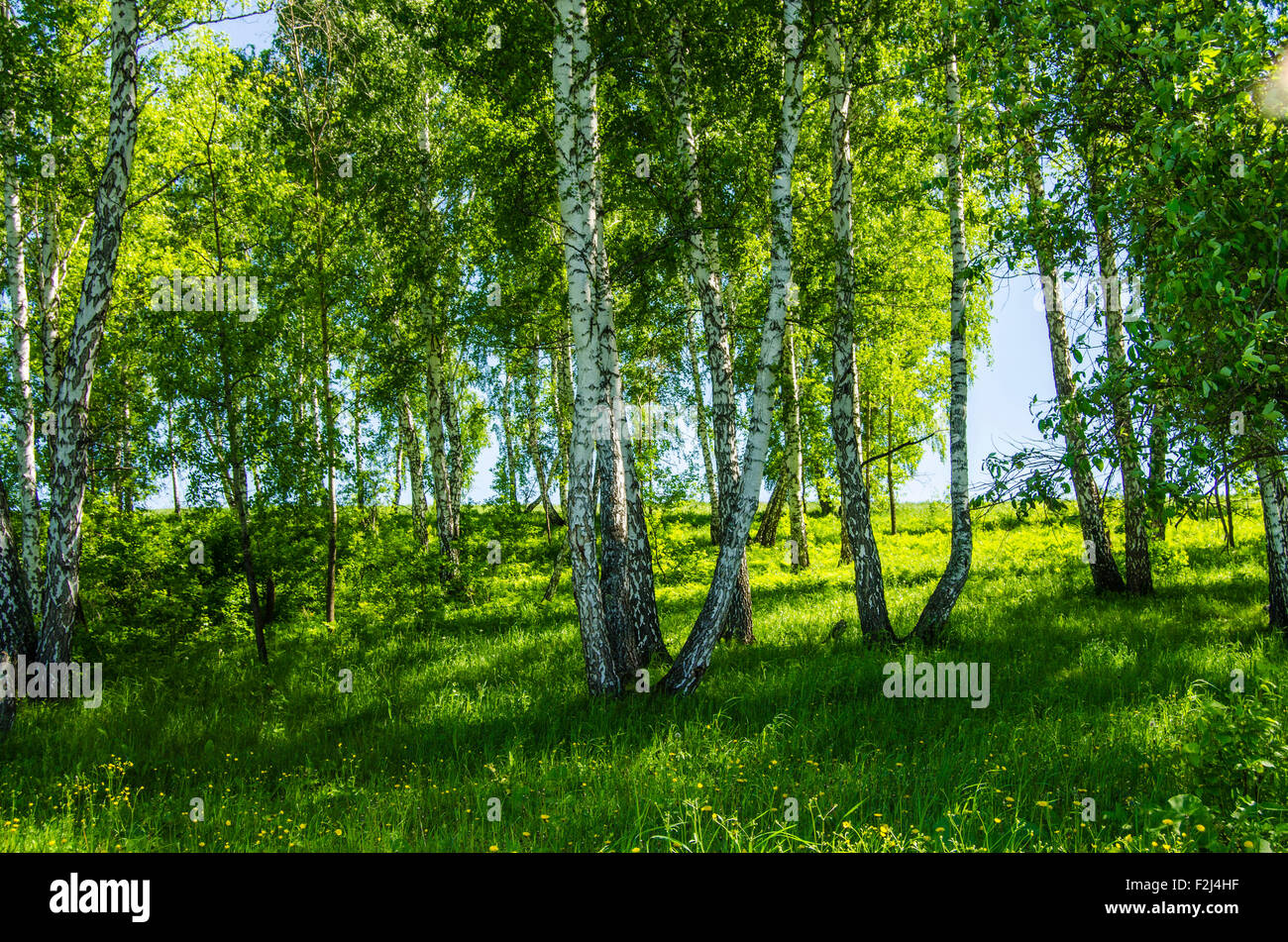 beautiful, birch, birch forest, birch grove, forest green, green, green ...