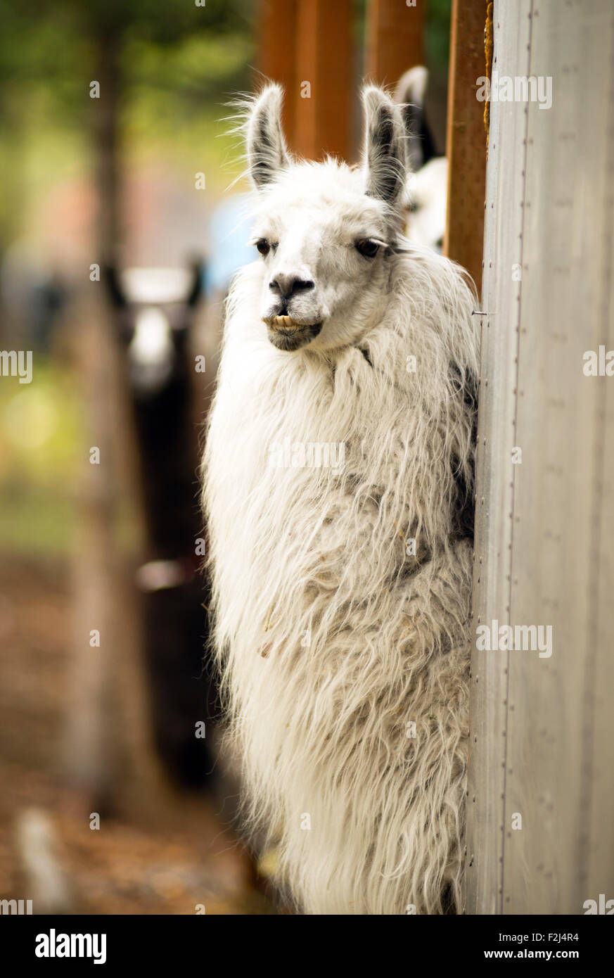 A unique looking Llama pauses to look at the camera while taking the ...