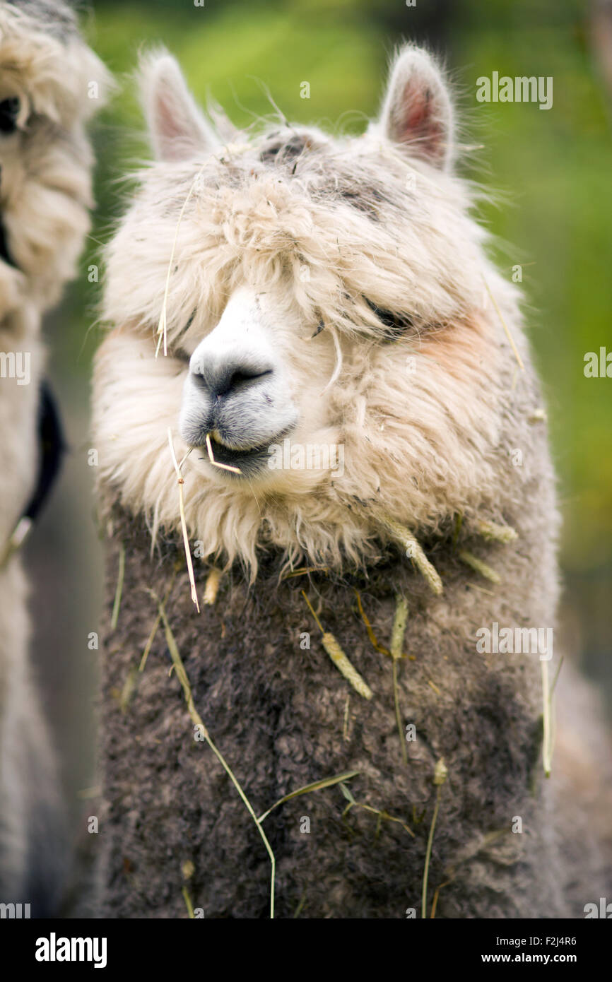 A unique looking Llama pauses to look at the camera while taking the ...