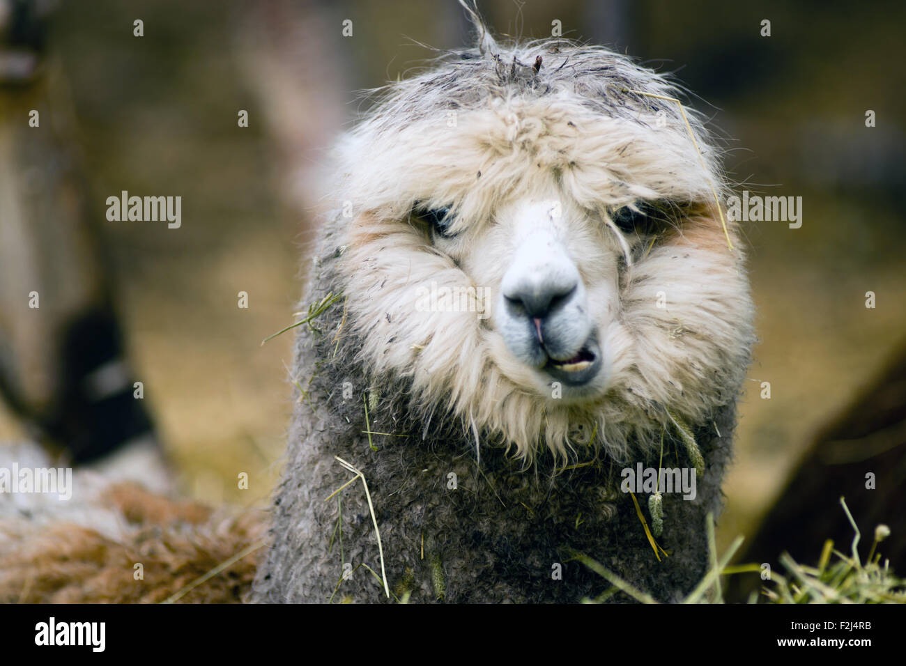A unique looking Llama pauses to look at the camera while taking the ...
