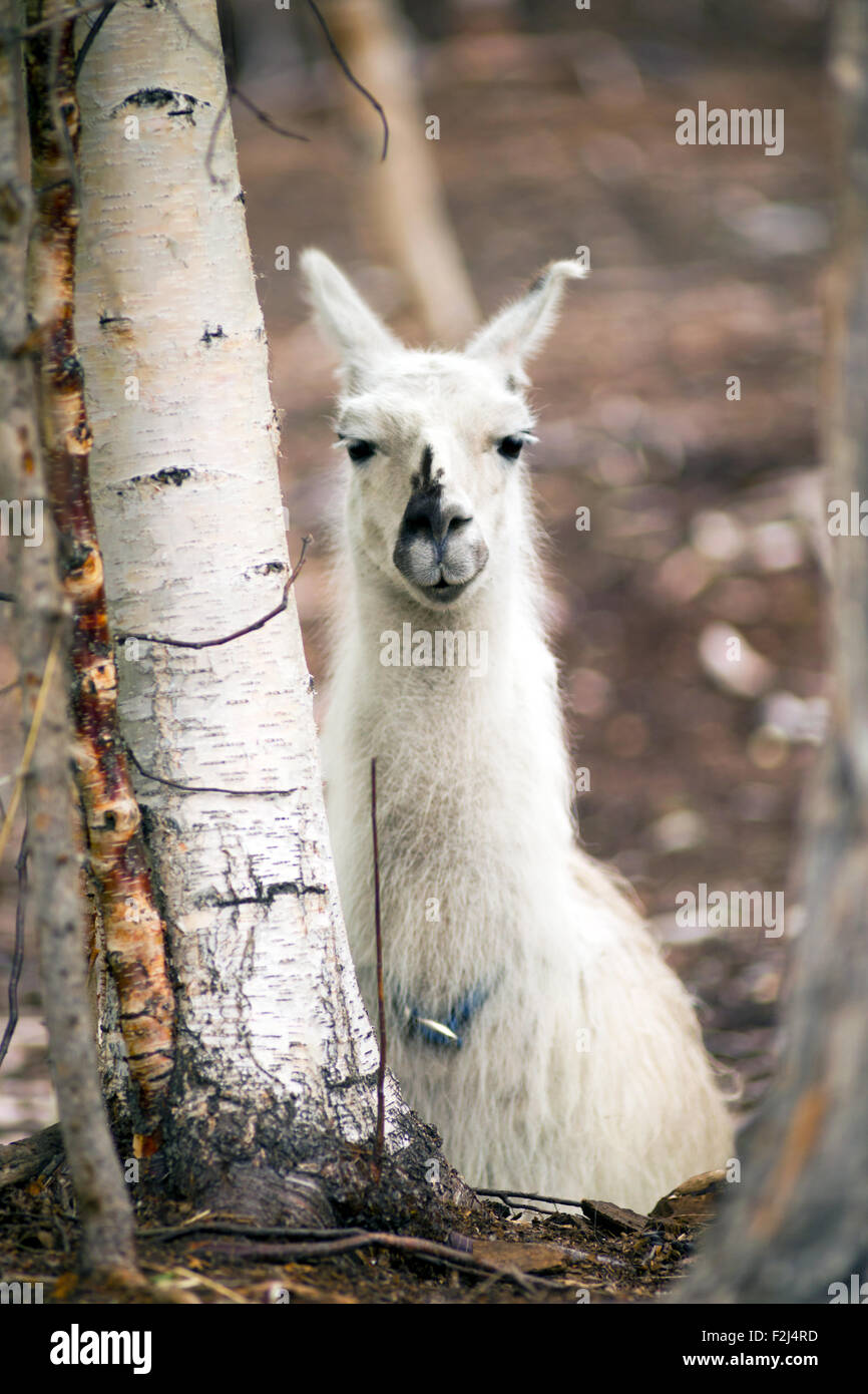 A unique looking Llama pauses to look at the camera after taking the ...