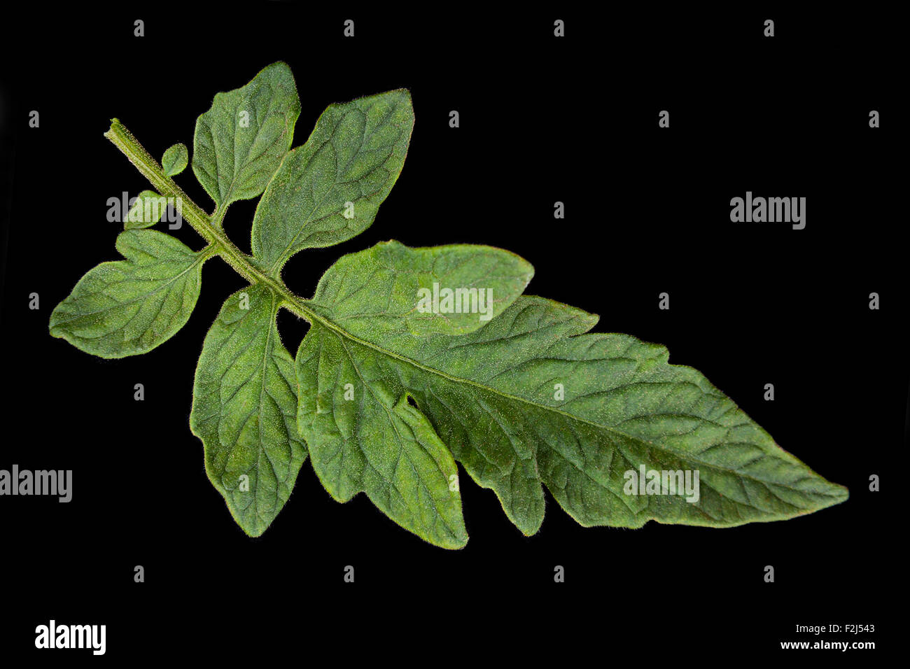 Tomato leaf closeup isolated on black background Stock Photo - Alamy