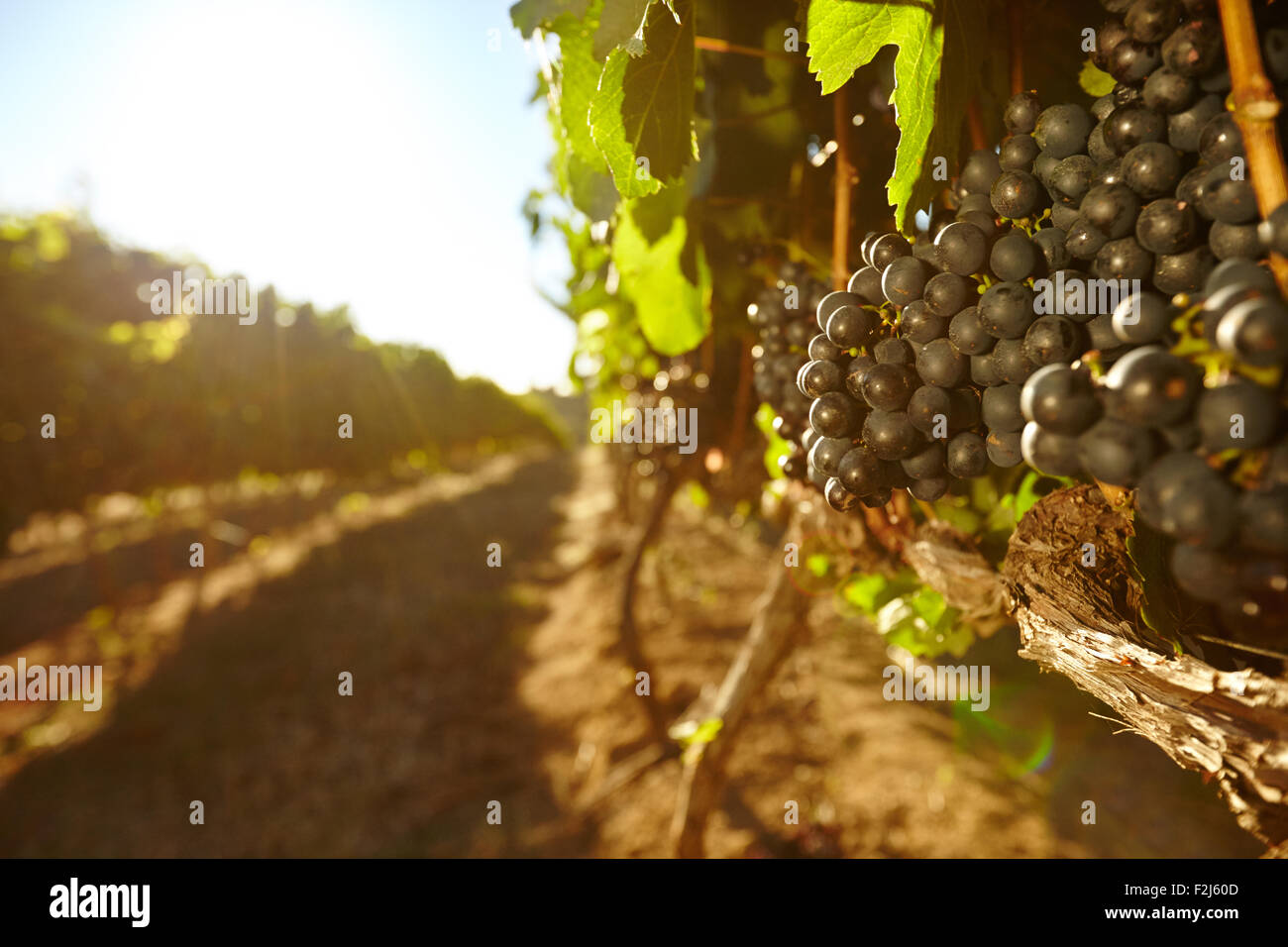 Rural fruit hi-res stock photography and images - Alamy