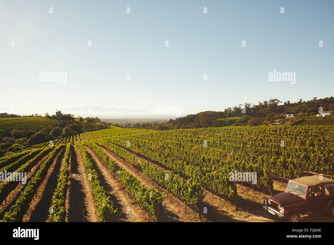 Rows of grape vines hi-res stock photography and images - Alamy