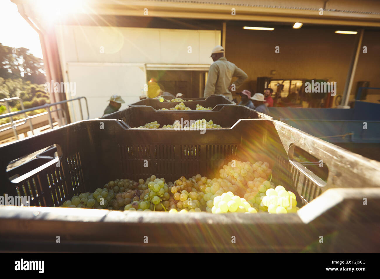 Harvested grapes in boxes ready to be crushed. Crates full of grapes ...