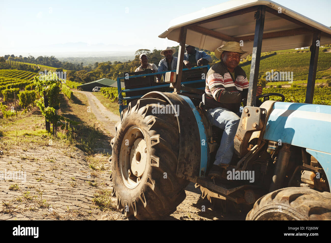 Transporting grapes hi-res stock photography and images - Alamy