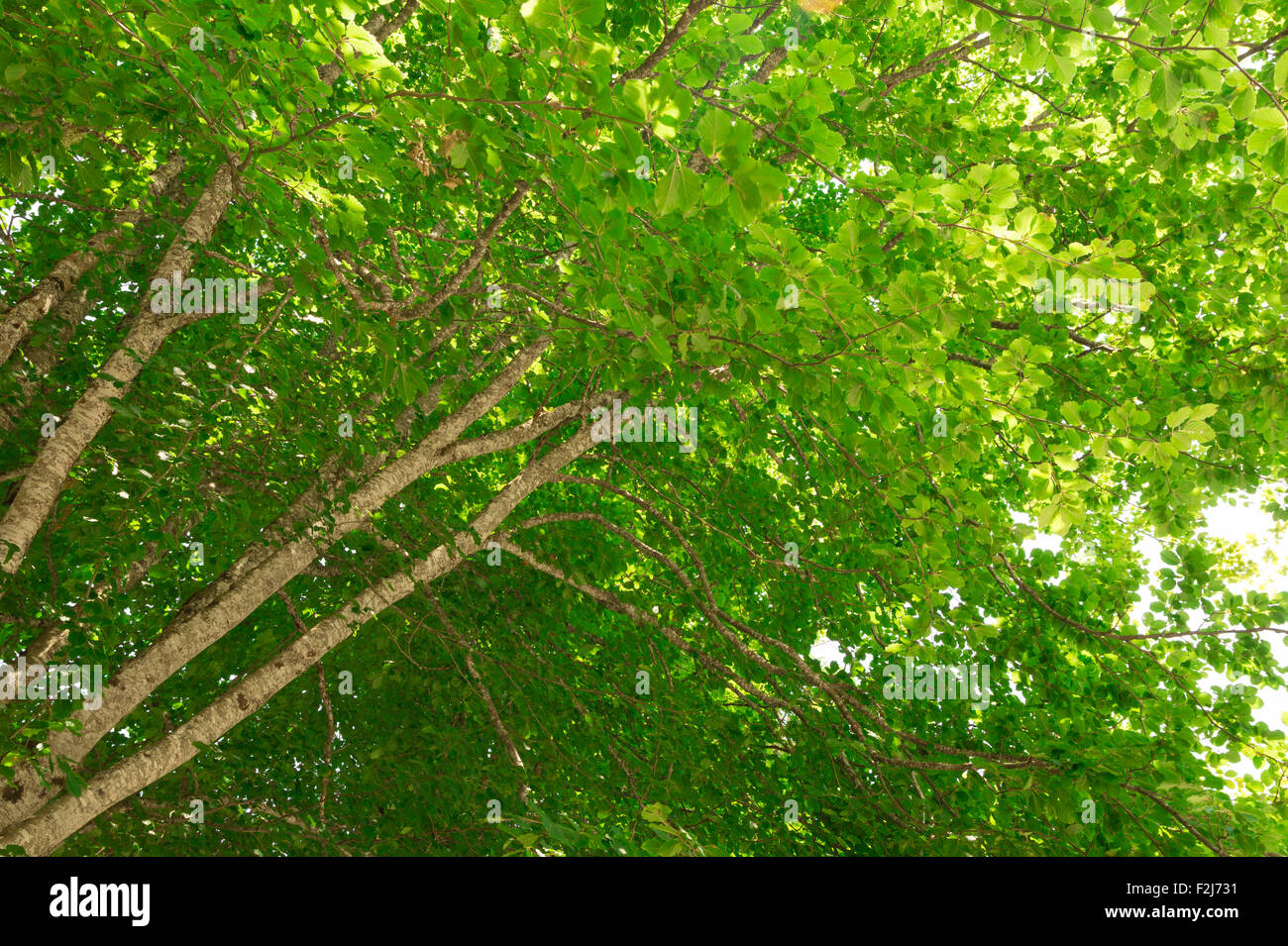Nature background with trees Stock Photo - Alamy