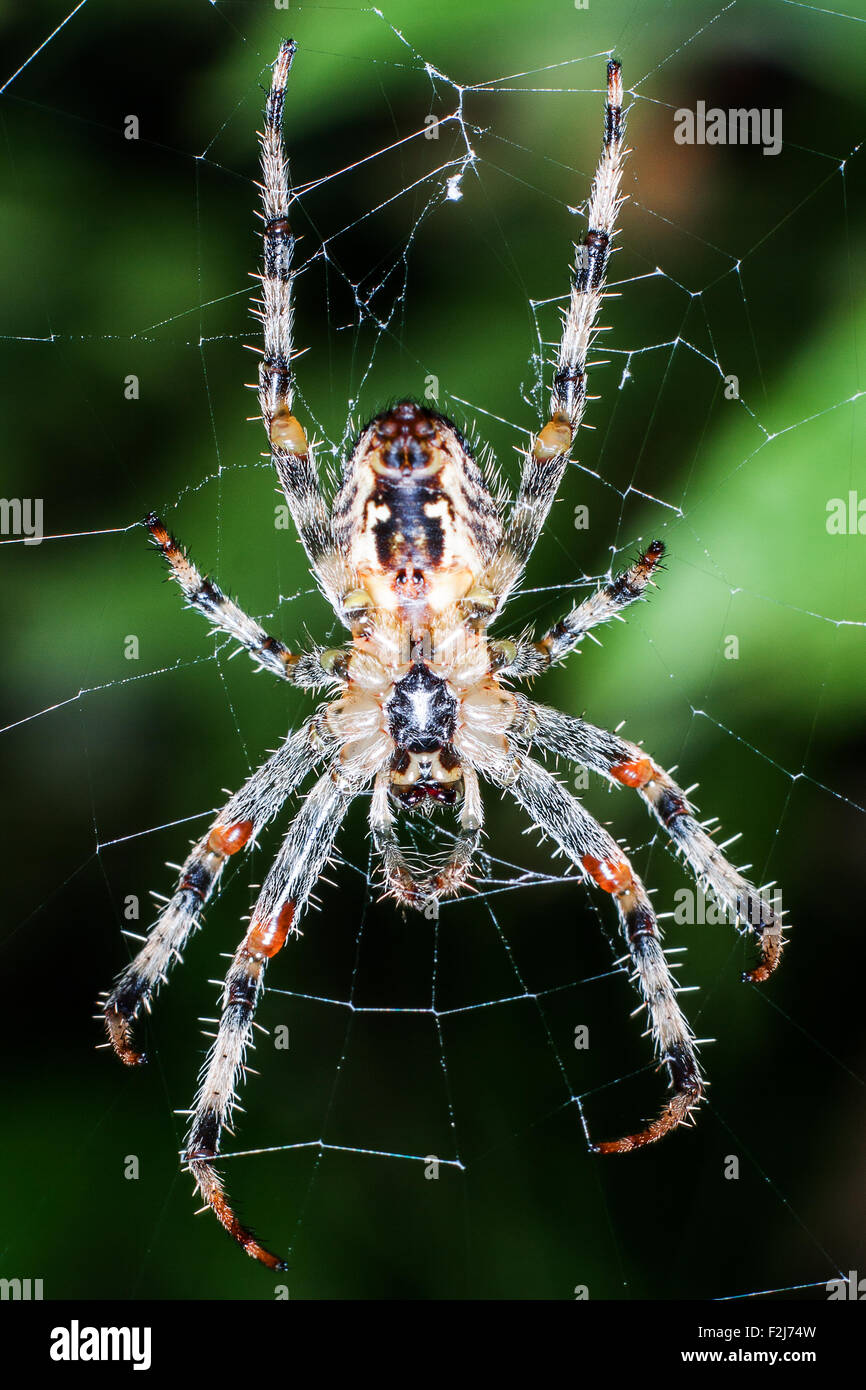 Spider on web hi-res stock photography and images - Alamy