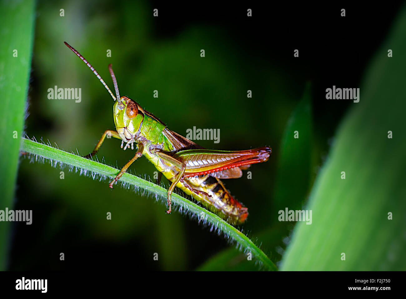 Green grasshopper legs hi-res stock photography and images - Alamy