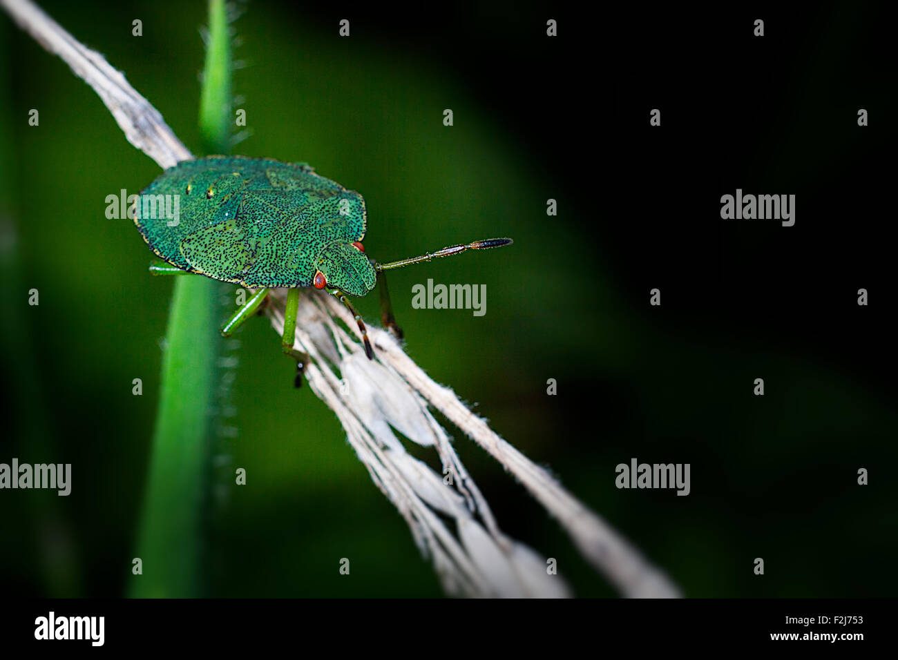 Bug eyes bug hi-res stock photography and images - Alamy