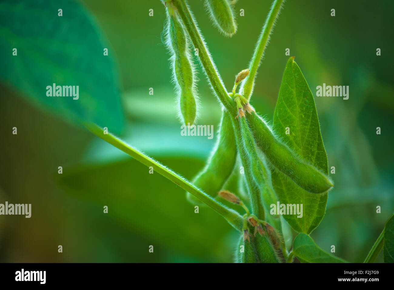 Soybean crops in field, young green soya bean growing on plantation ...