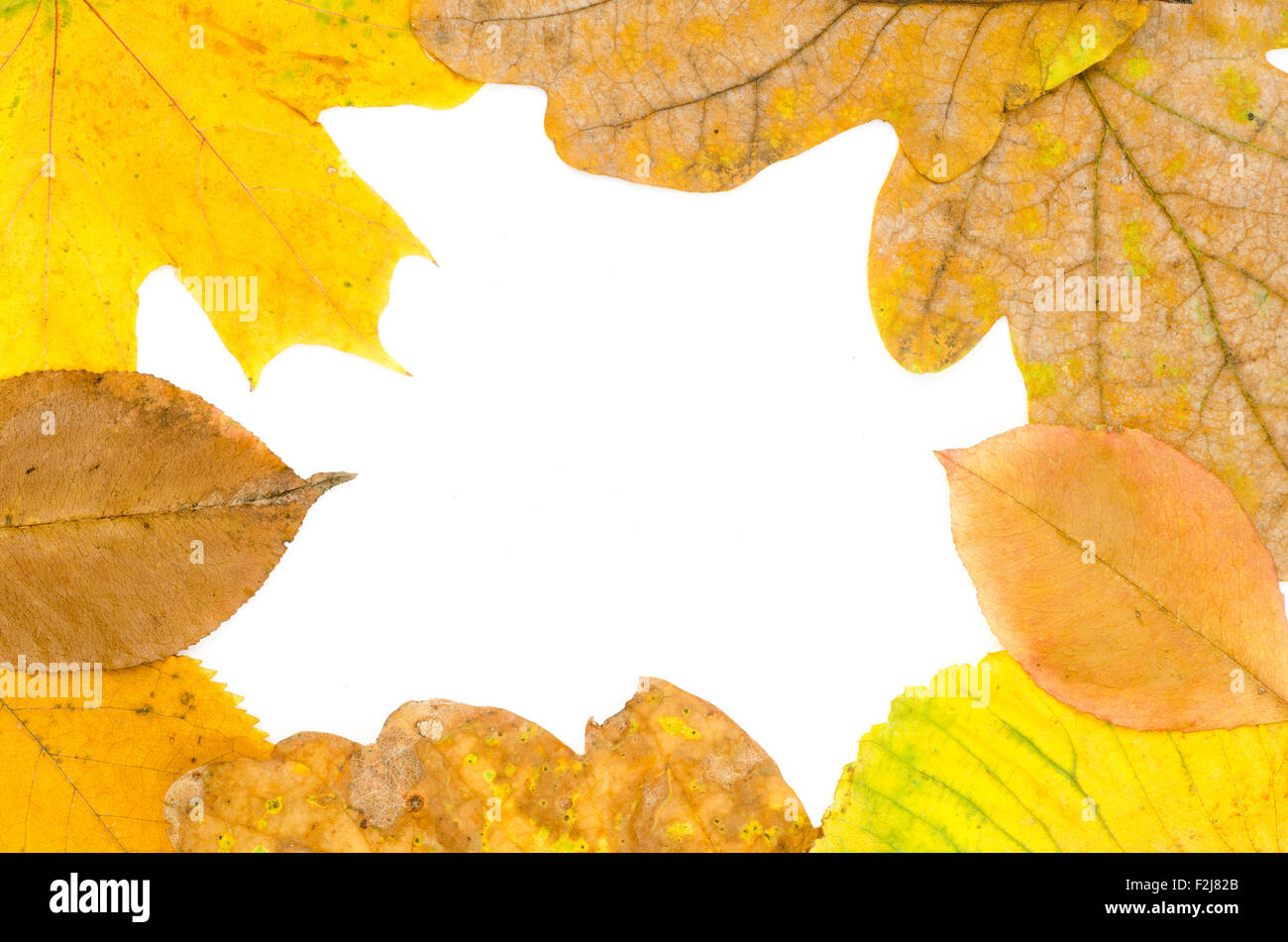 fall leaves border isolated on white background Stock Photo - Alamy