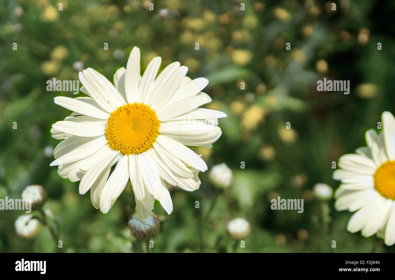 Natural background with beautiful daisy flower Stock Photo - Alamy