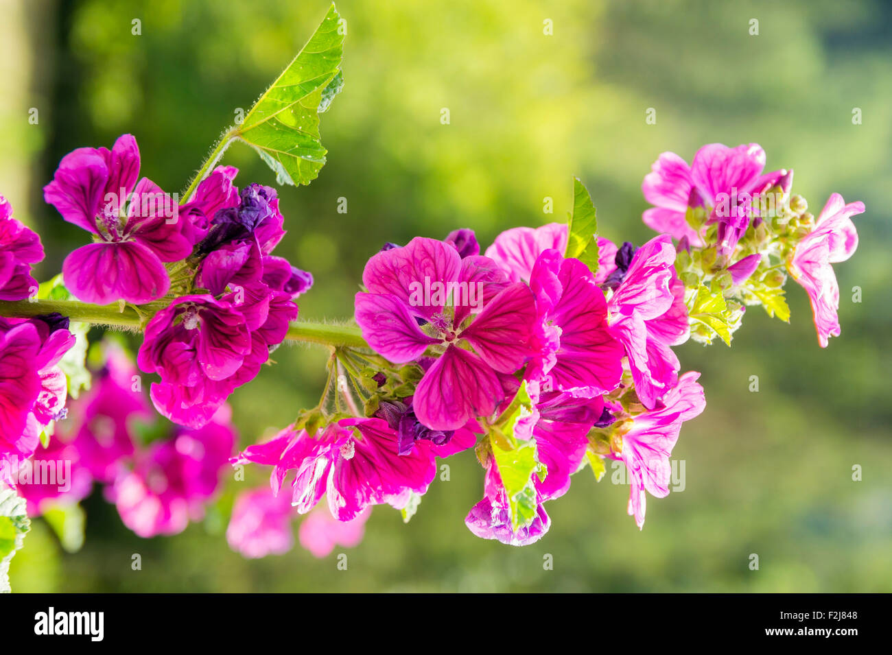 Natural floral background. Beautiful pink flowers Stock Photo - Alamy