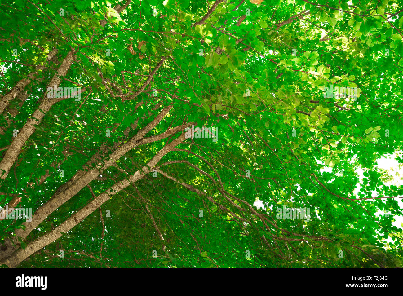 Nature background with trees Stock Photo - Alamy