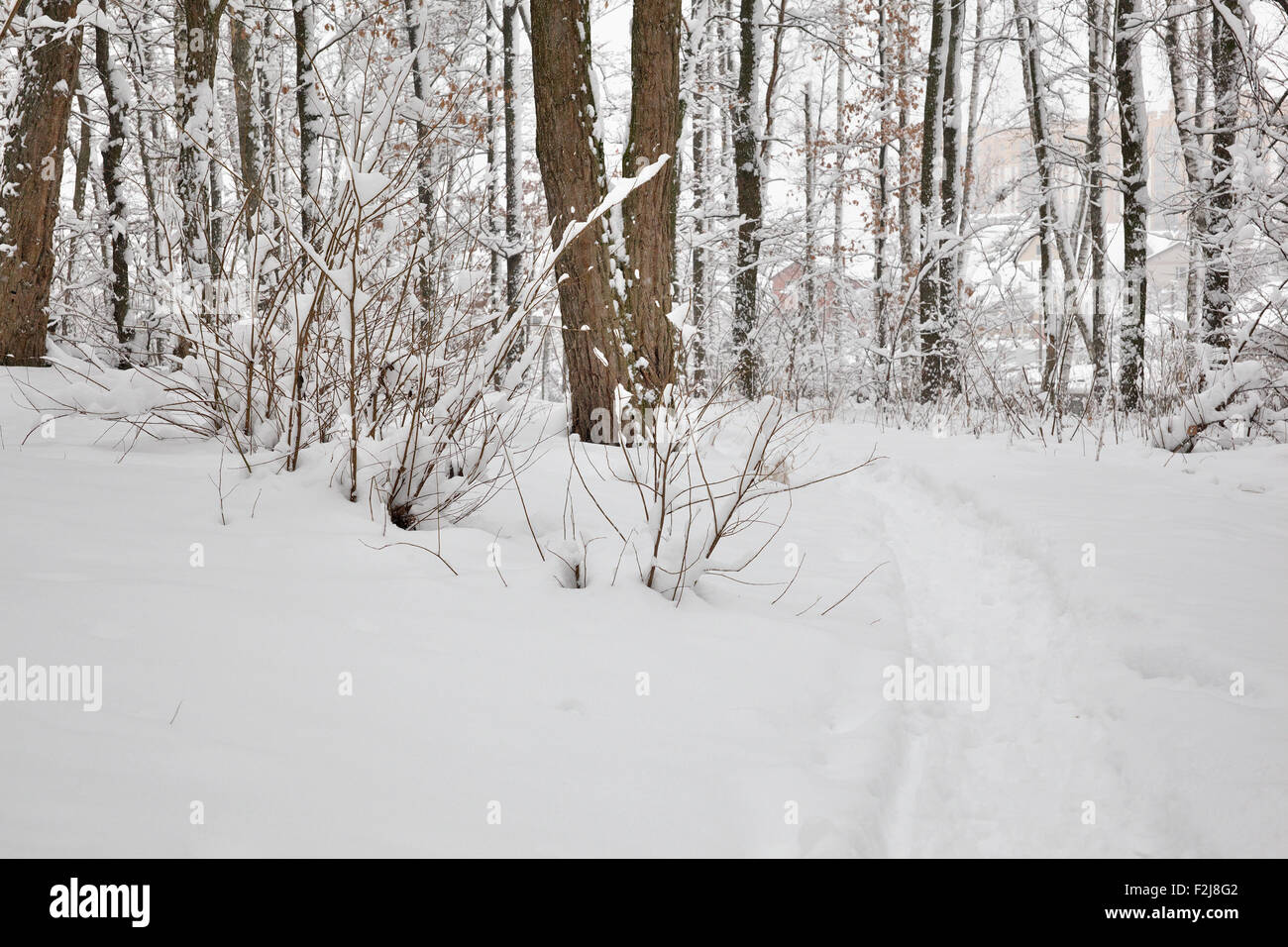 Forest under the layer of snow Stock Photo - Alamy