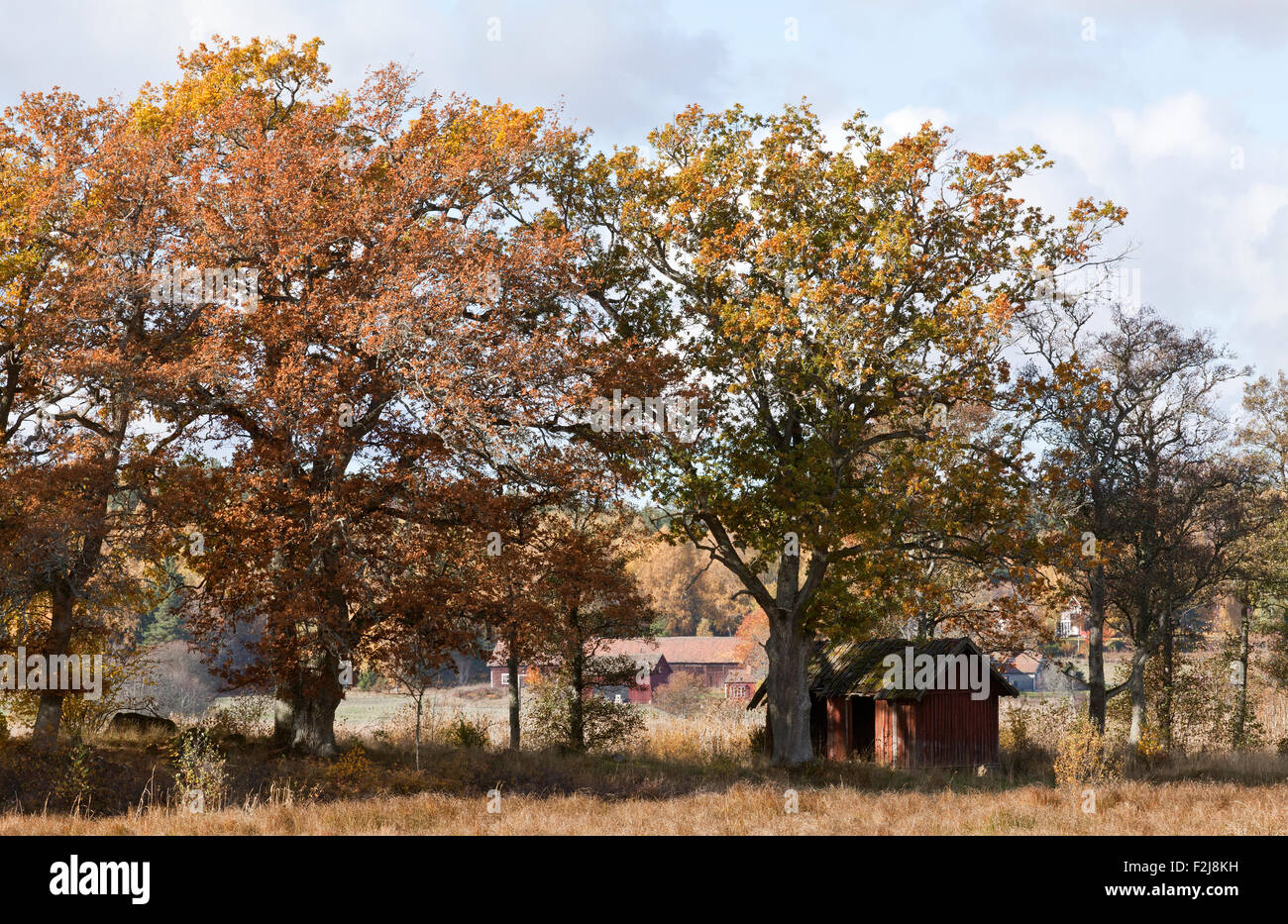 Red shed, shack and colorful autumn leaves. Falu red buildings in the ...