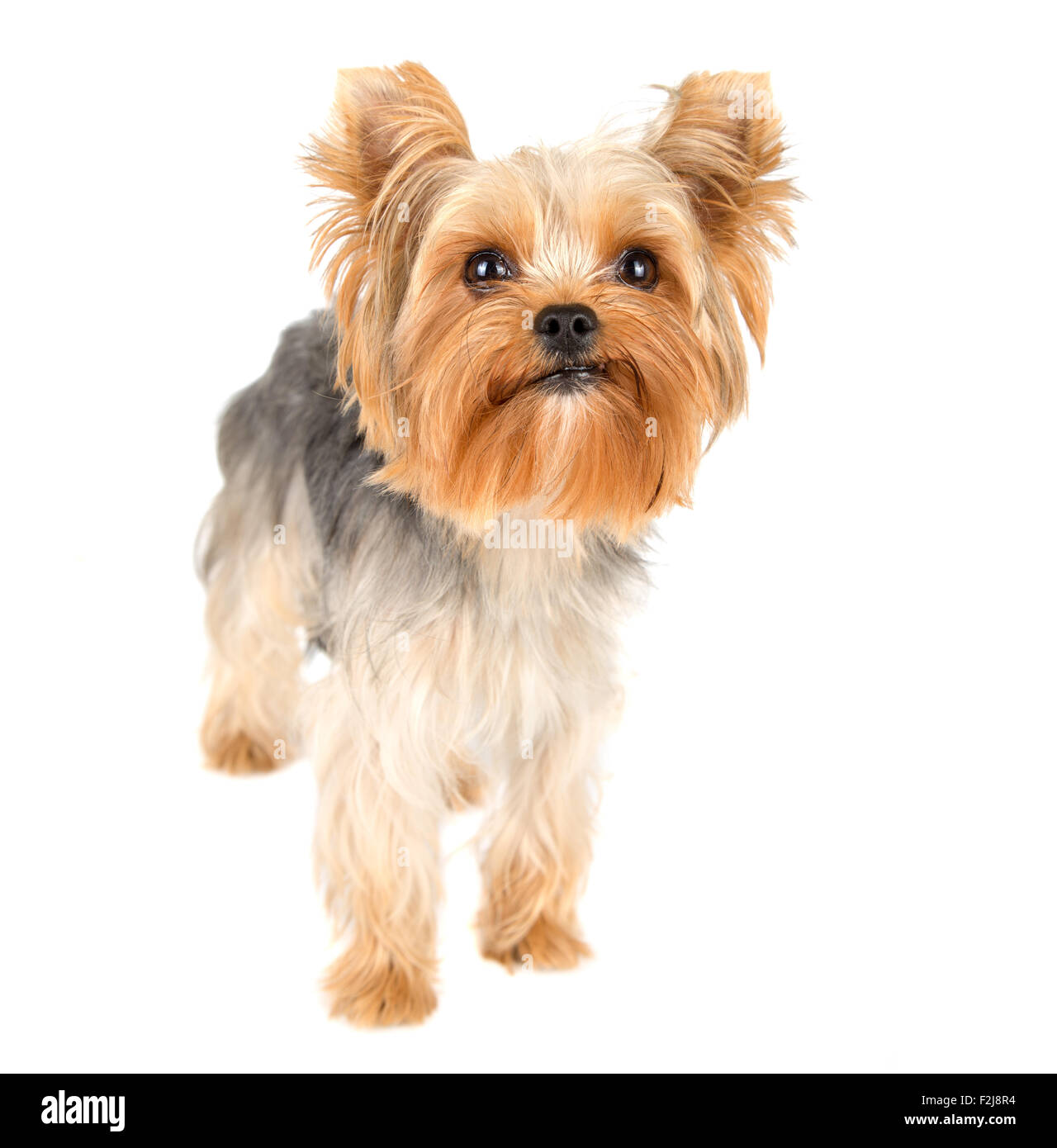 Portrait of Yorkshire terrier pure breed on white background Stock ...
