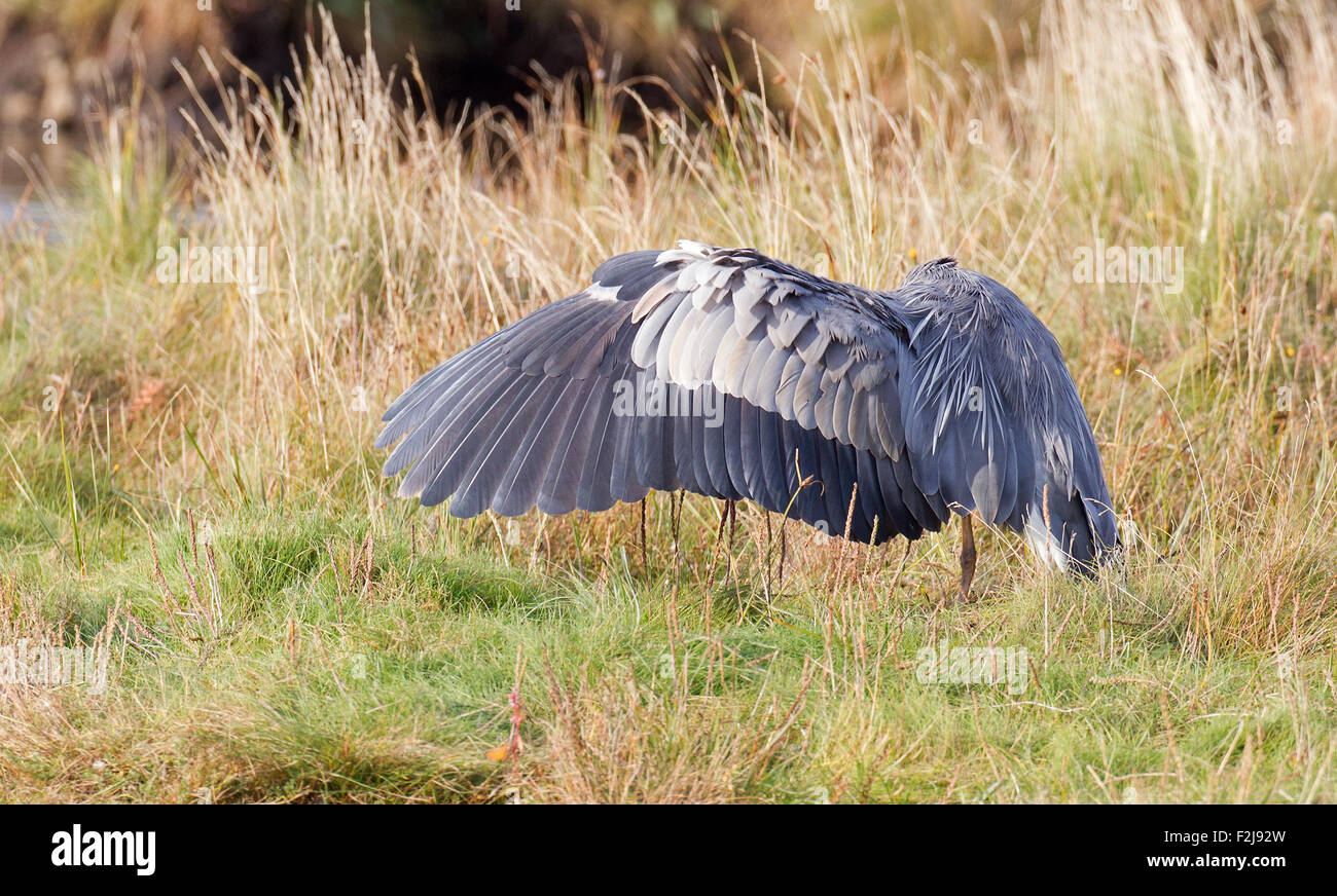 Grey Heron preening Stock Photo - Alamy
