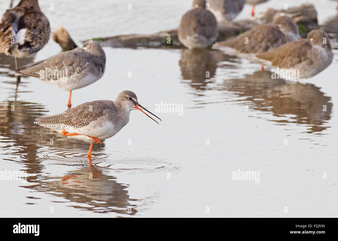 Spotted Redshank in early Autumn Stock Photo - Alamy