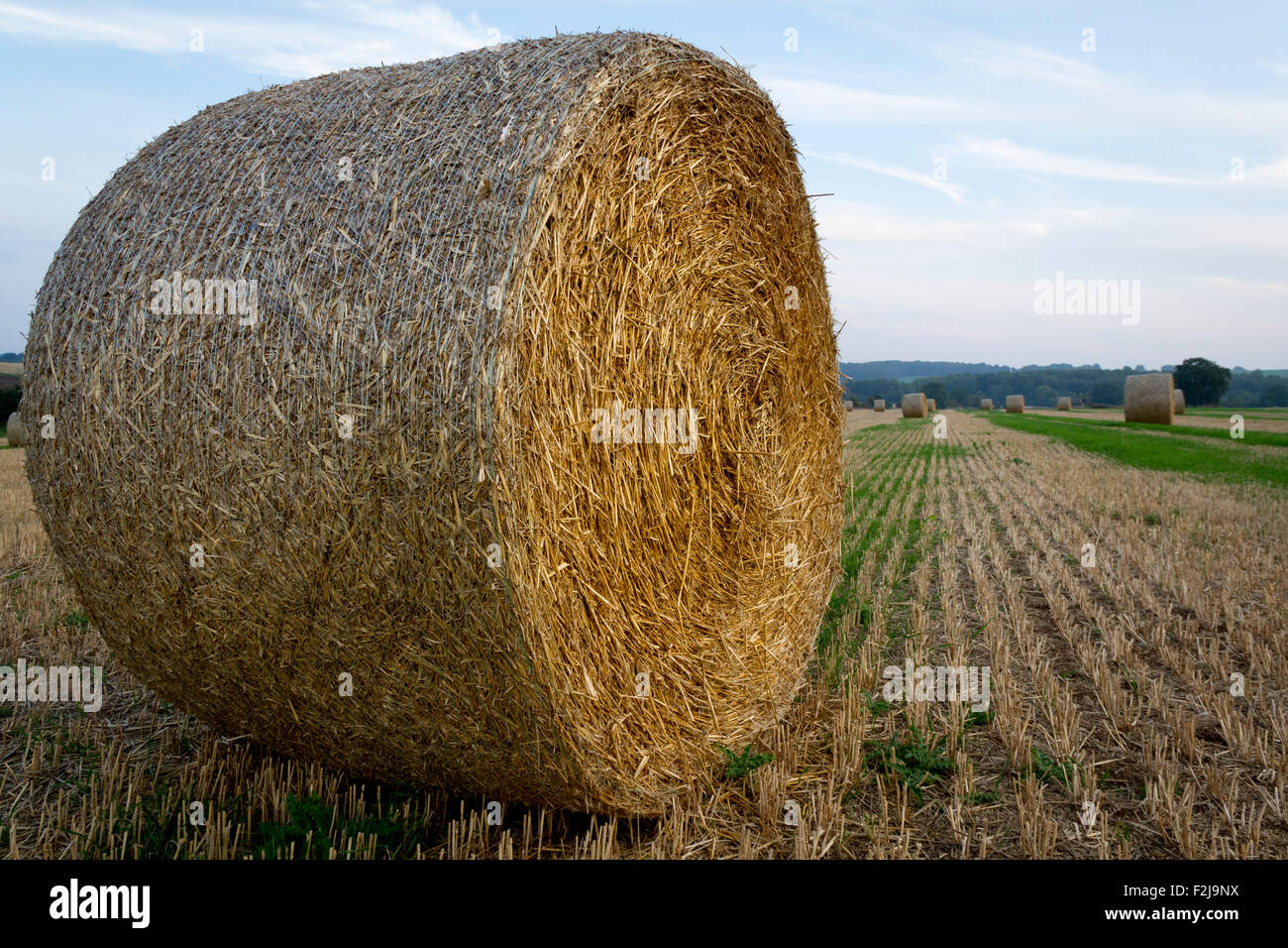 hay bales in field Stock Photo - Alamy