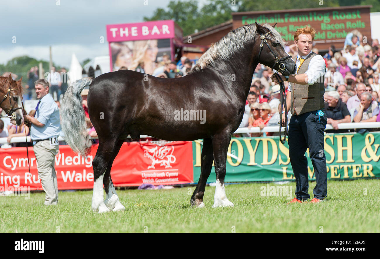 Welsh cob royal hi-res stock photography and images - Alamy