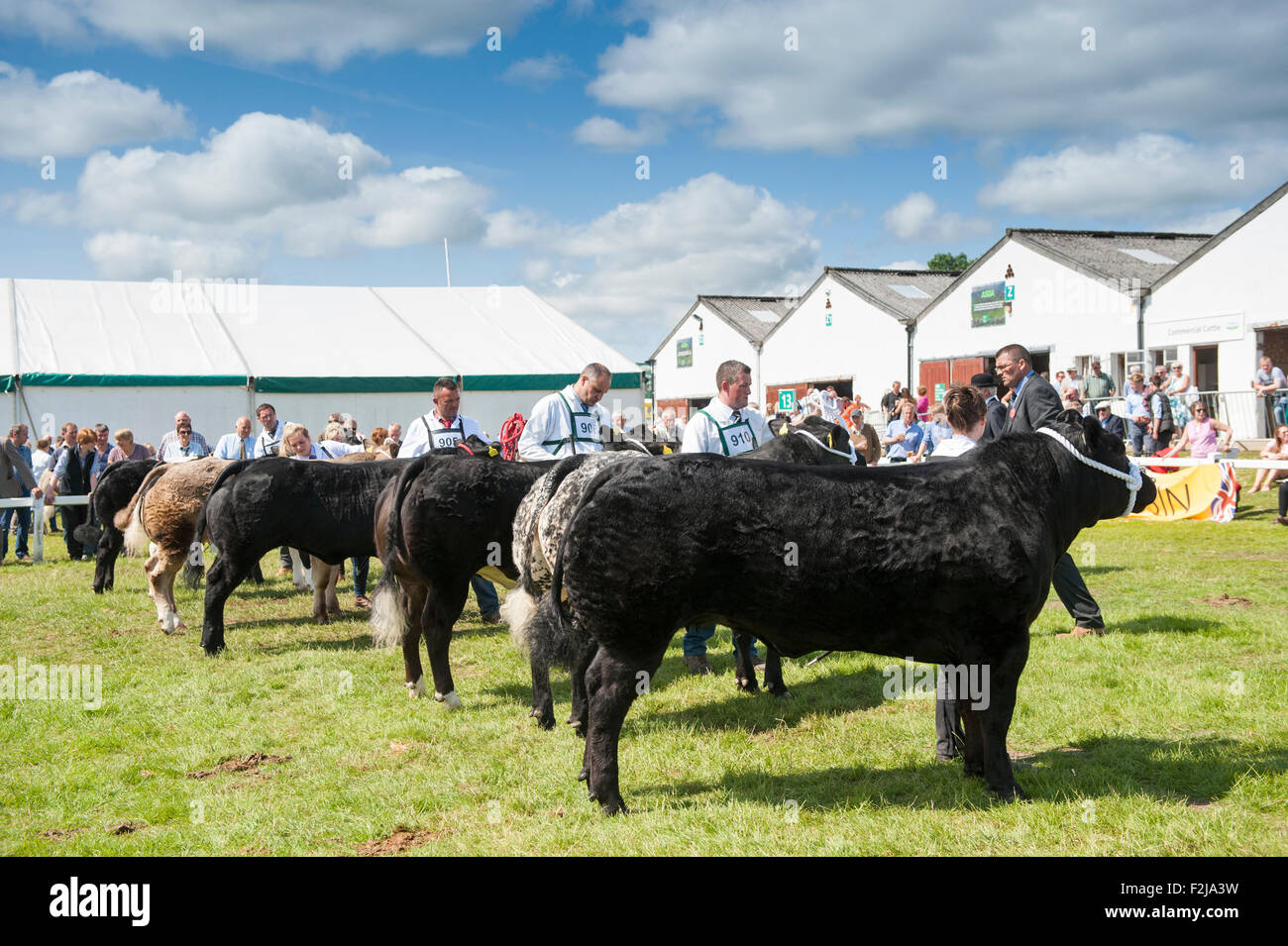 Cattle line up hi-res stock photography and images - Alamy