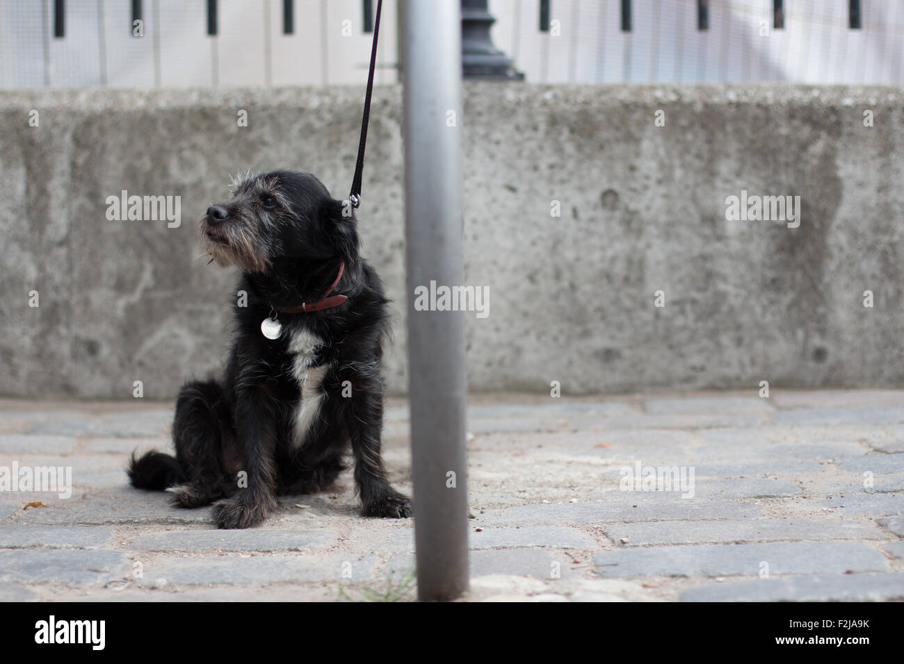 Dog waiting for his master Stock Photo - Alamy