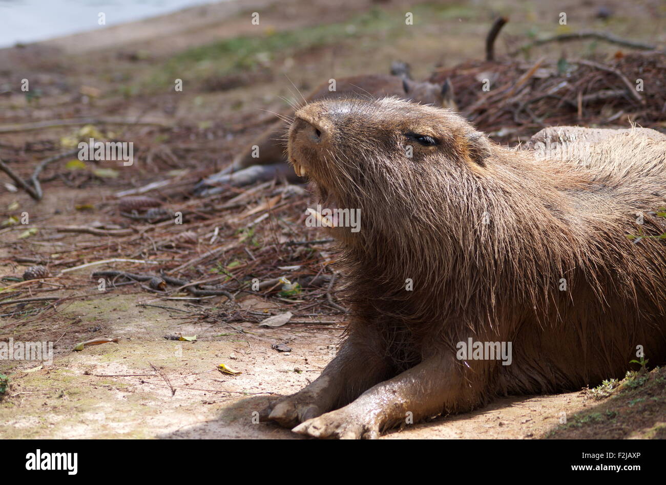 Capivara hi-res stock photography and images - Alamy