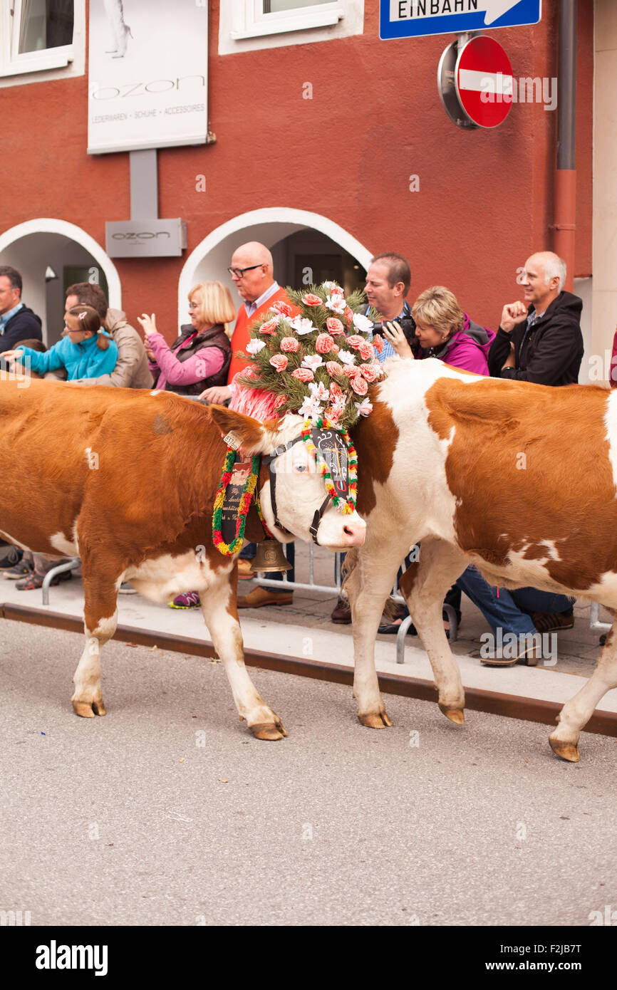 Kufstein / Austria / Tirol-19.September: Decorated cow cattle drive in ...